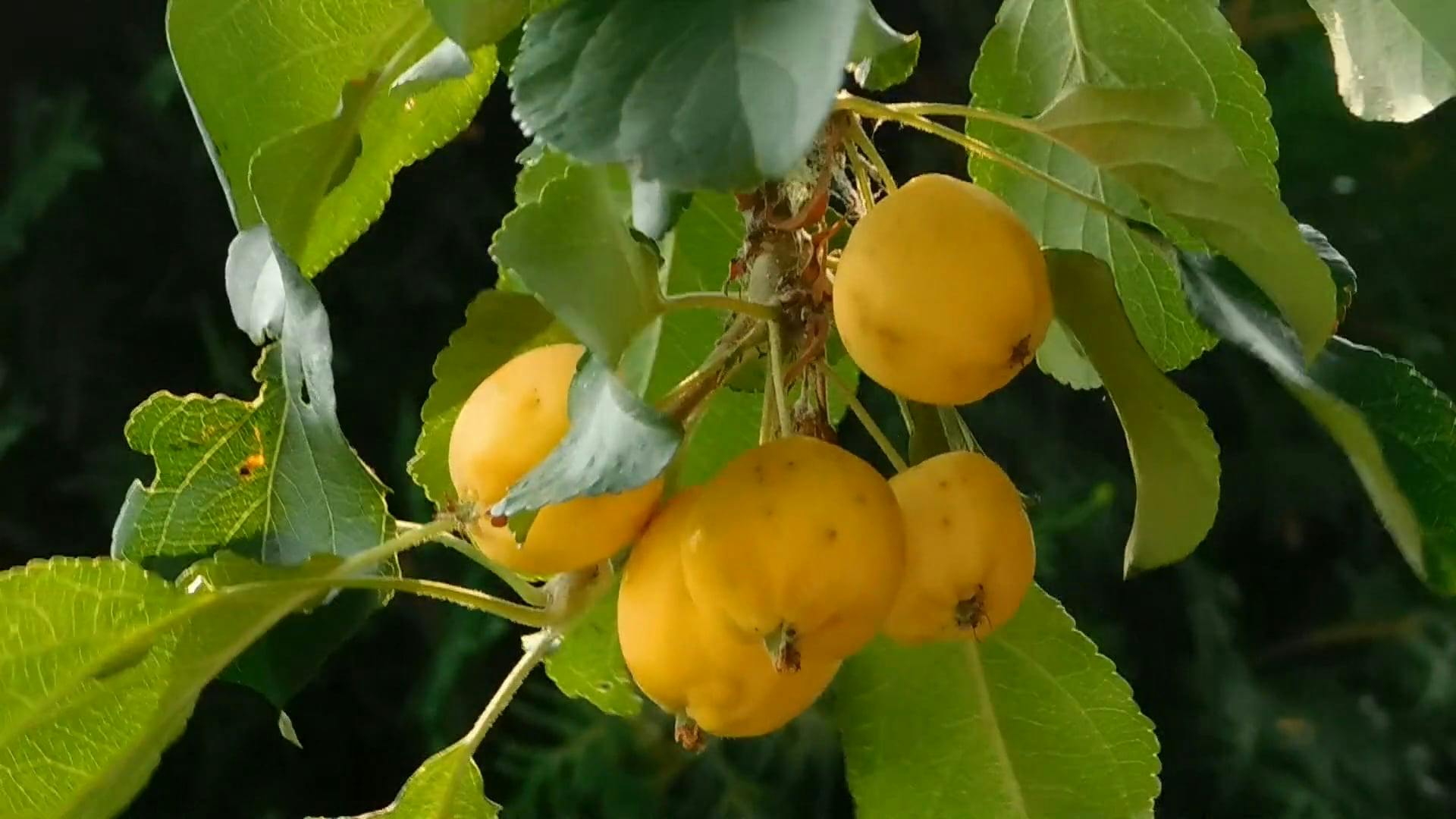 Ornamental Tree Blooms Videos, Download The BEST Free 4k Stock Video ...