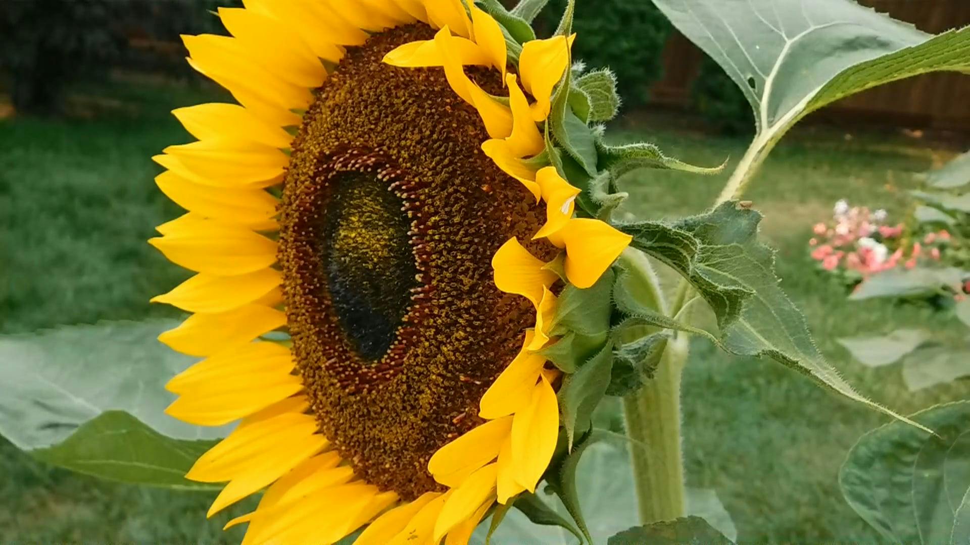 Side View Of A Sunflower · Free Stock Video
