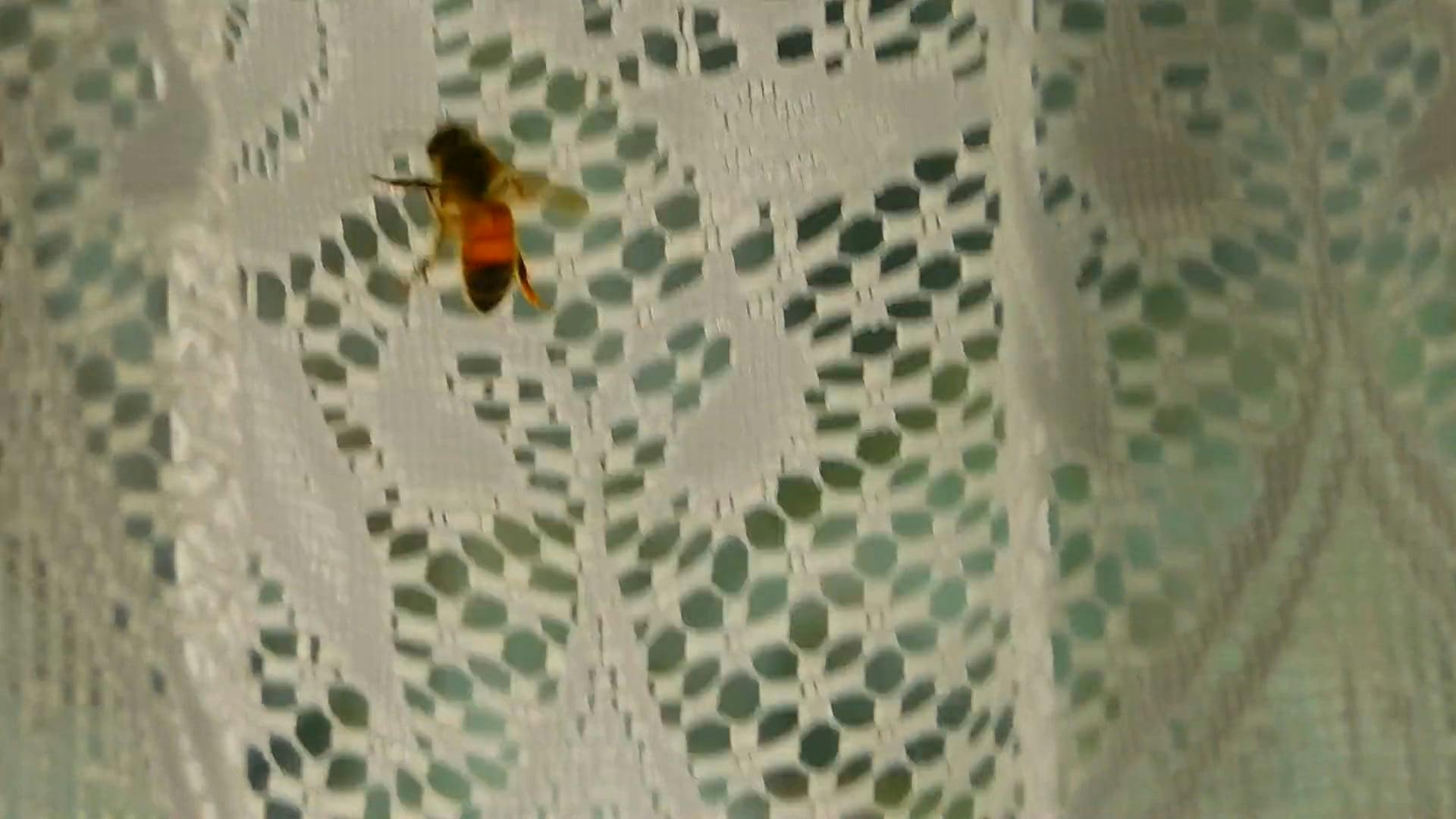 Still Bee Videos, Download The BEST Free 4k Stock Video Footage & Still Bee HD Video Clips