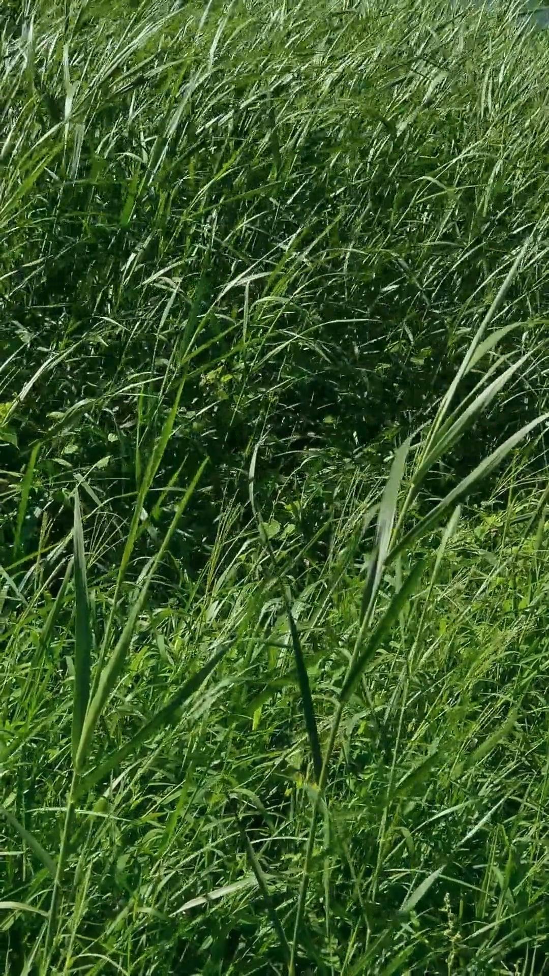 Close up of Grass Flying on Wind Free Stock Video Footage, Royalty-Free ...