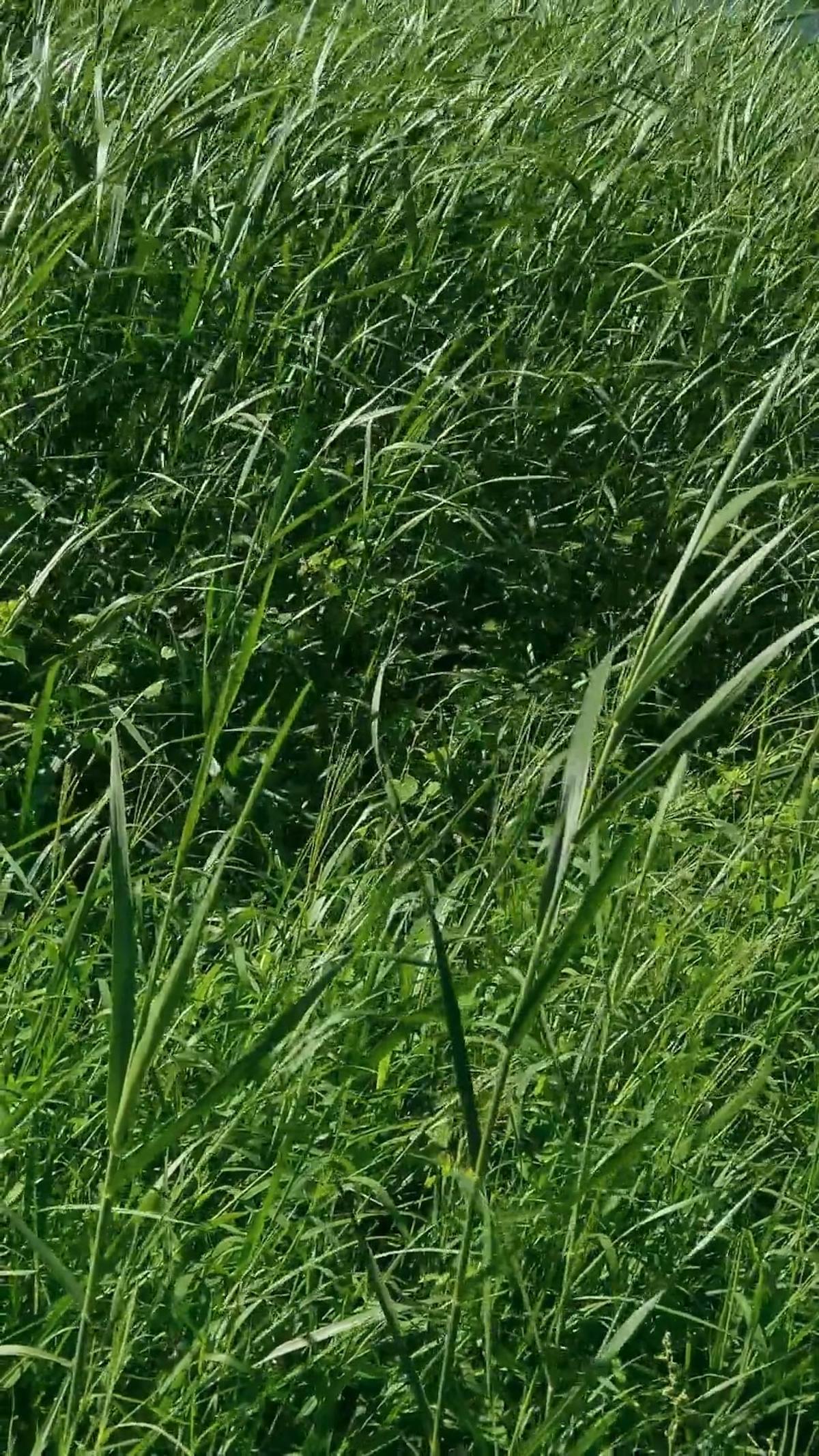 Animated Grass Videos, Download The BEST Free 4k Stock Video Footage ...