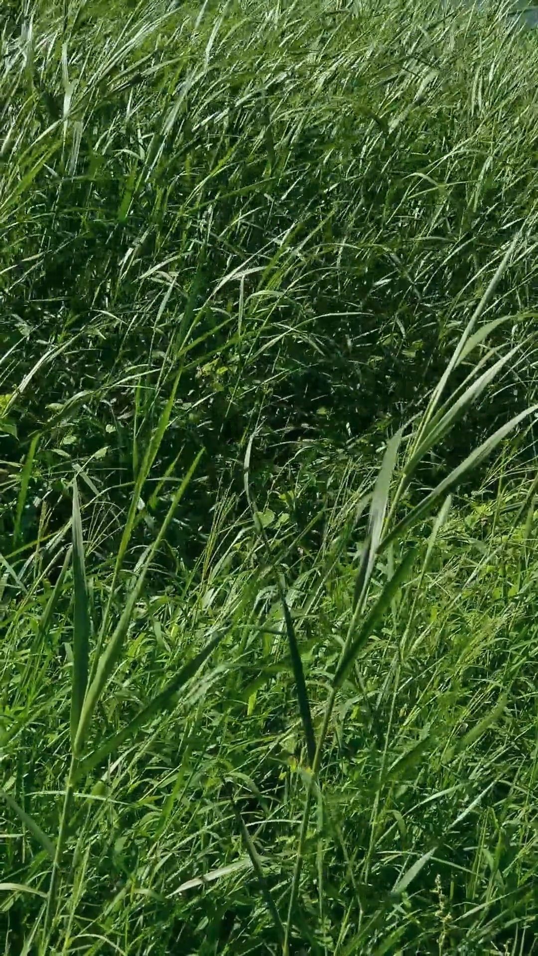 Animated Grass Videos, Download The BEST Free 4k Stock Video Footage ...