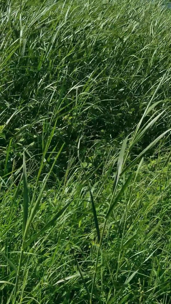Animated Grass Videos, Download The BEST Free 4k Stock Video Footage ...