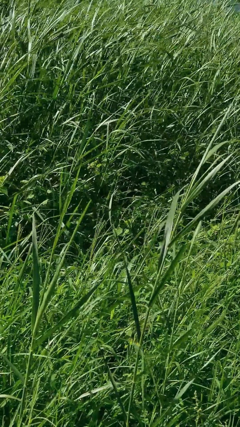 Animated Grass Videos, Download The BEST Free 4k Stock Video Footage ...