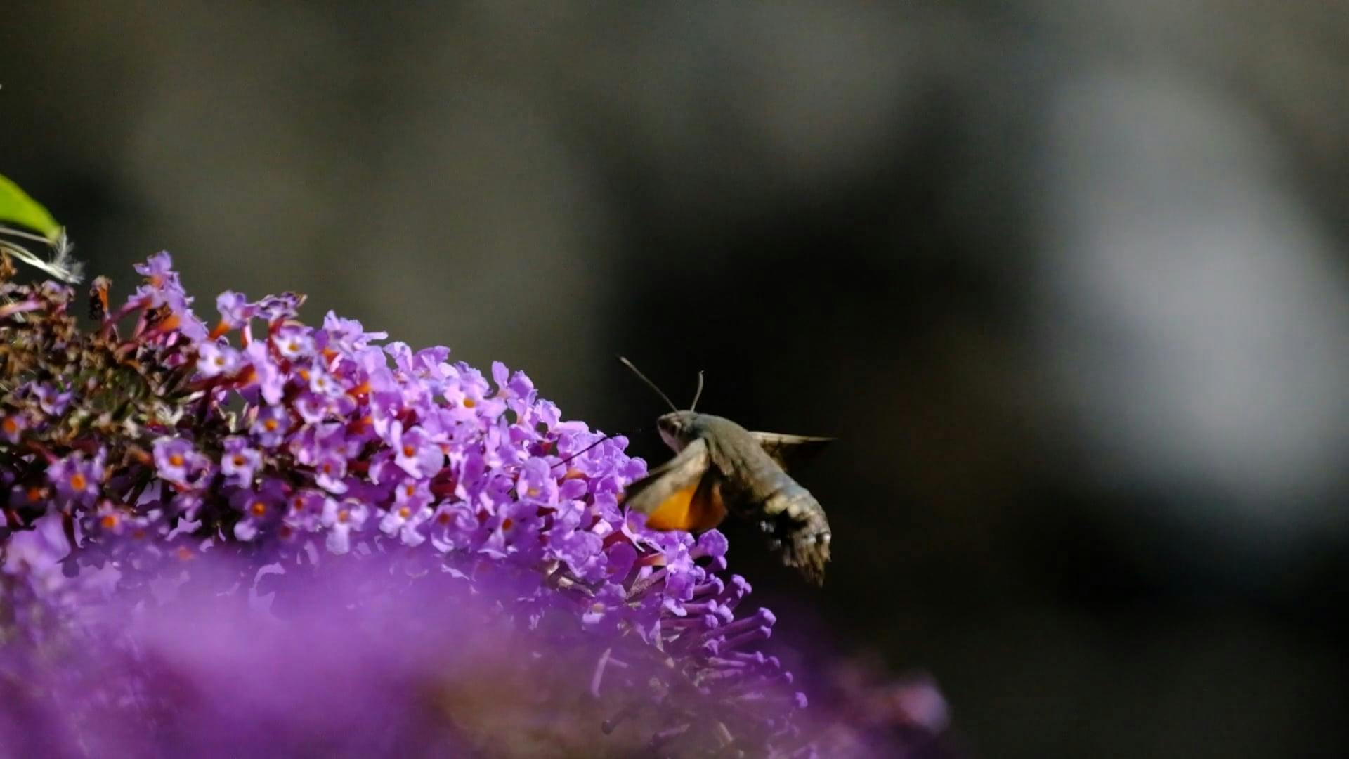 Hummingbird Moth in Flight Free Stock Video Footage, Royalty-Free 4K ...