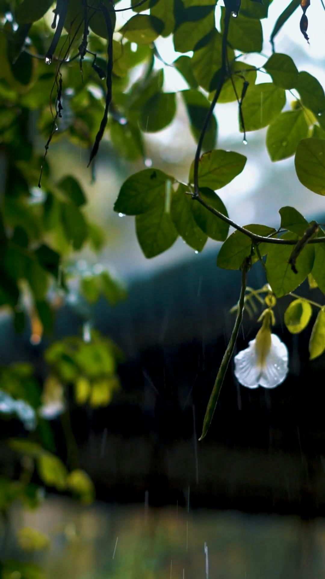 Rainfall over Leaves and Flower Free Stock Video Footage, Royalty-Free ...