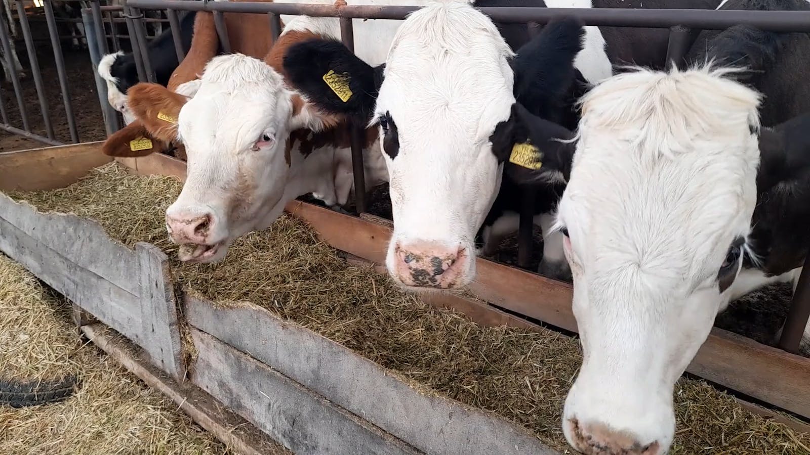 Feeding Cows Videos, Download The BEST Free 4k Stock Video Footage ...