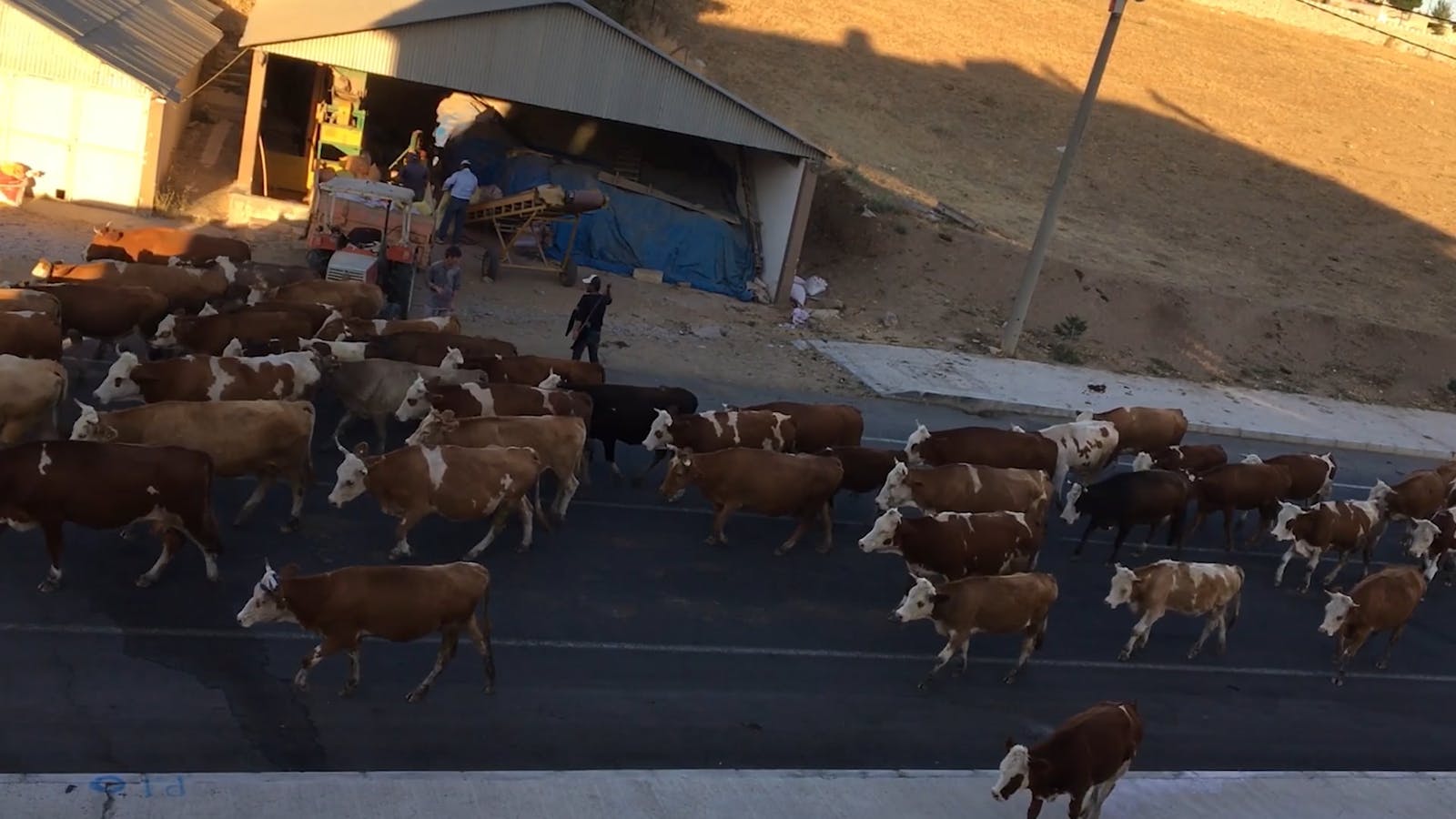 Cow On Road Videos, Download The BEST Free 4k Stock Video Footage & Cow ...