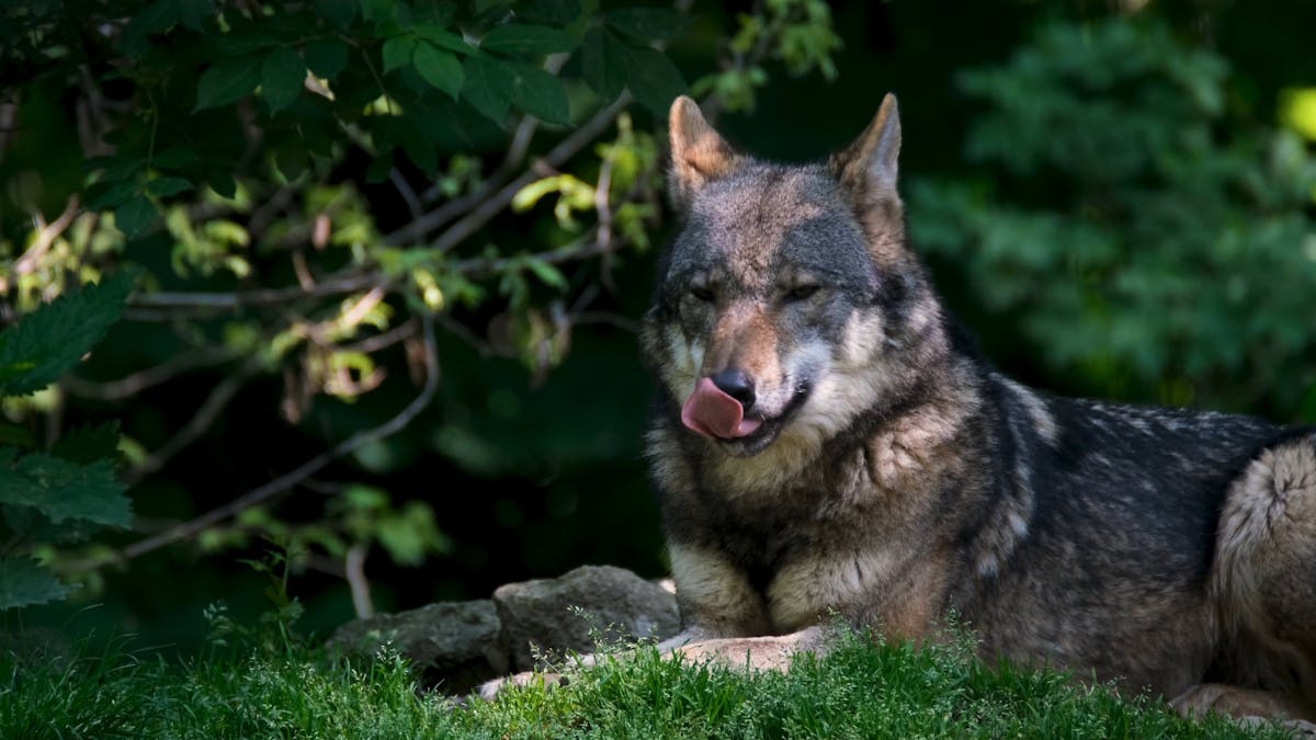 Wolf Howling Videos, Download The BEST Free 4k Stock Video Footage ...