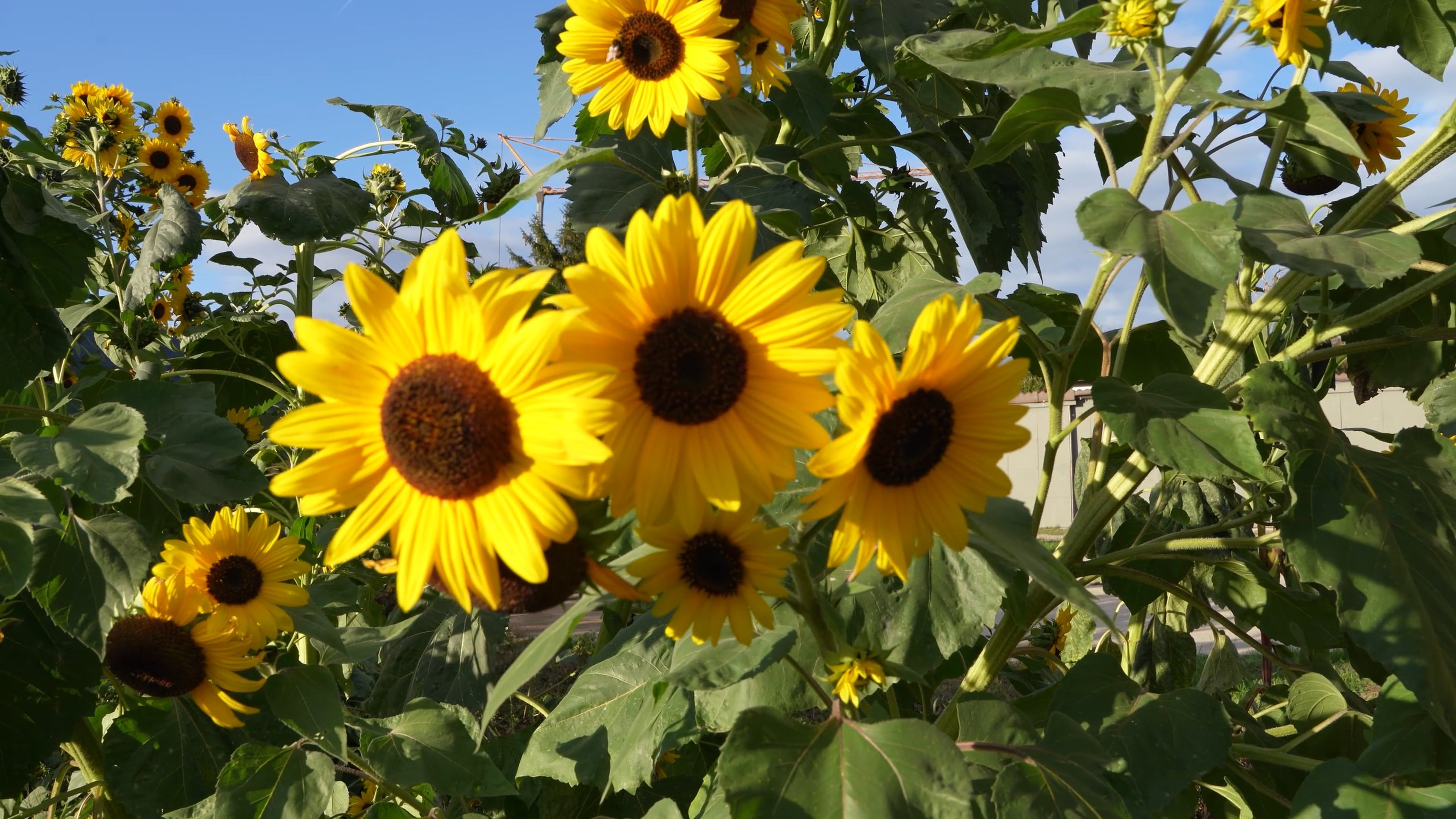 Sunflowers In The Garden Free Stock Video Footage, Royalty-Free 4K & HD ...