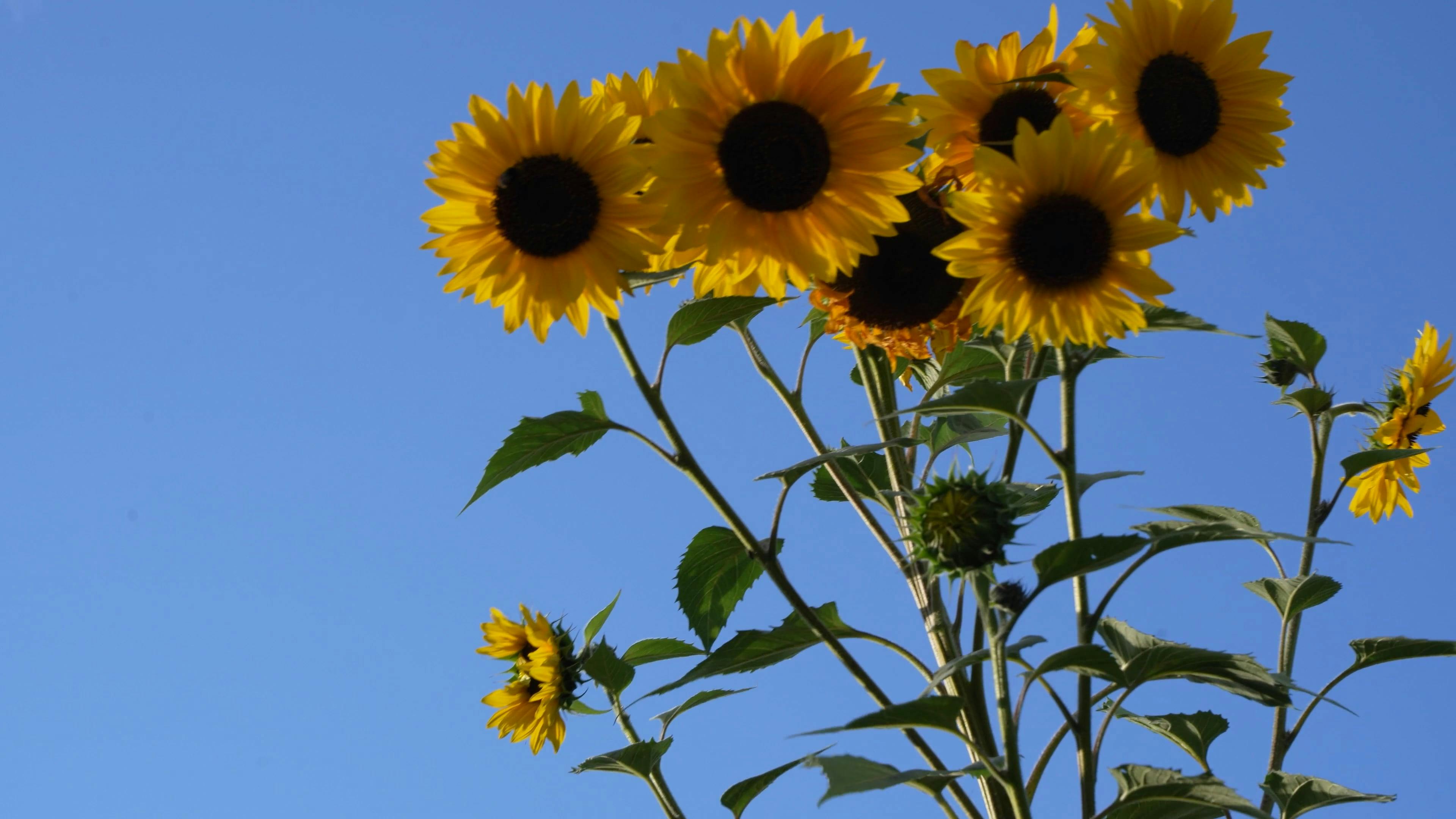 Sunflowers+Particulares Videos, Download The BEST Free 4k Stock Video ...
