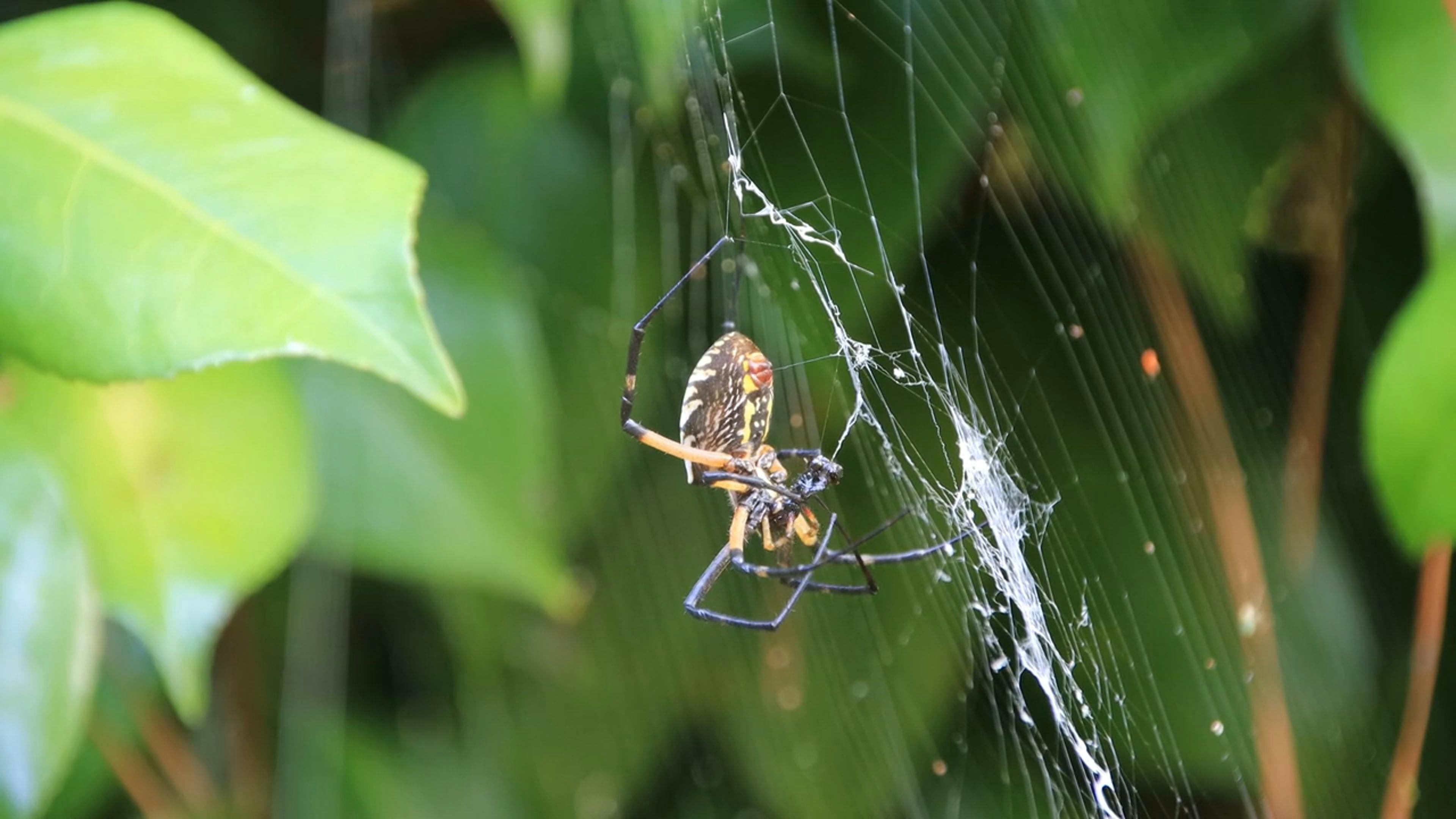 Spider Set Videos, Download Free 4k Stock Video Footage & Spider Set HD ...