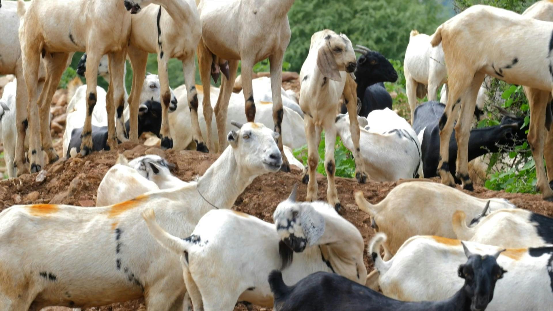 Vídeo profissional gratuito de agricultura, agricultura sustentável ...