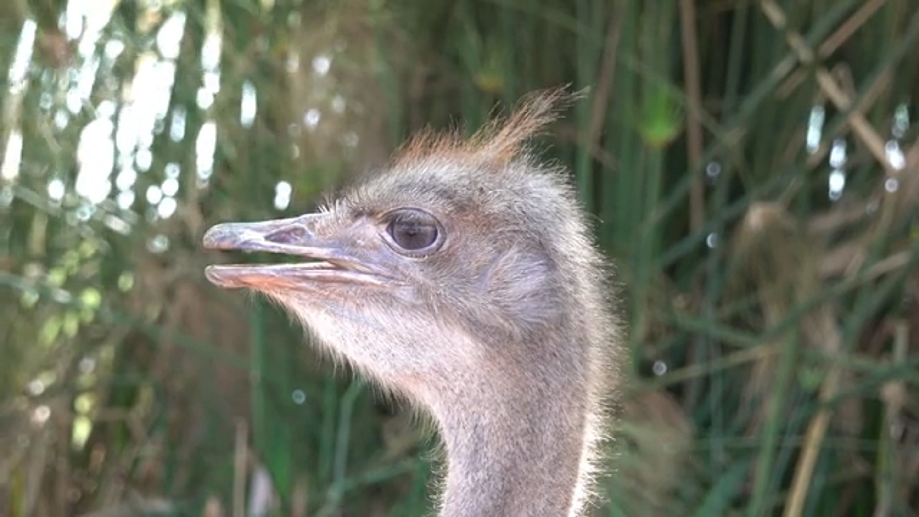 Head of Bird Free Stock Video Footage, Royalty-Free 4K & HD Video Clip