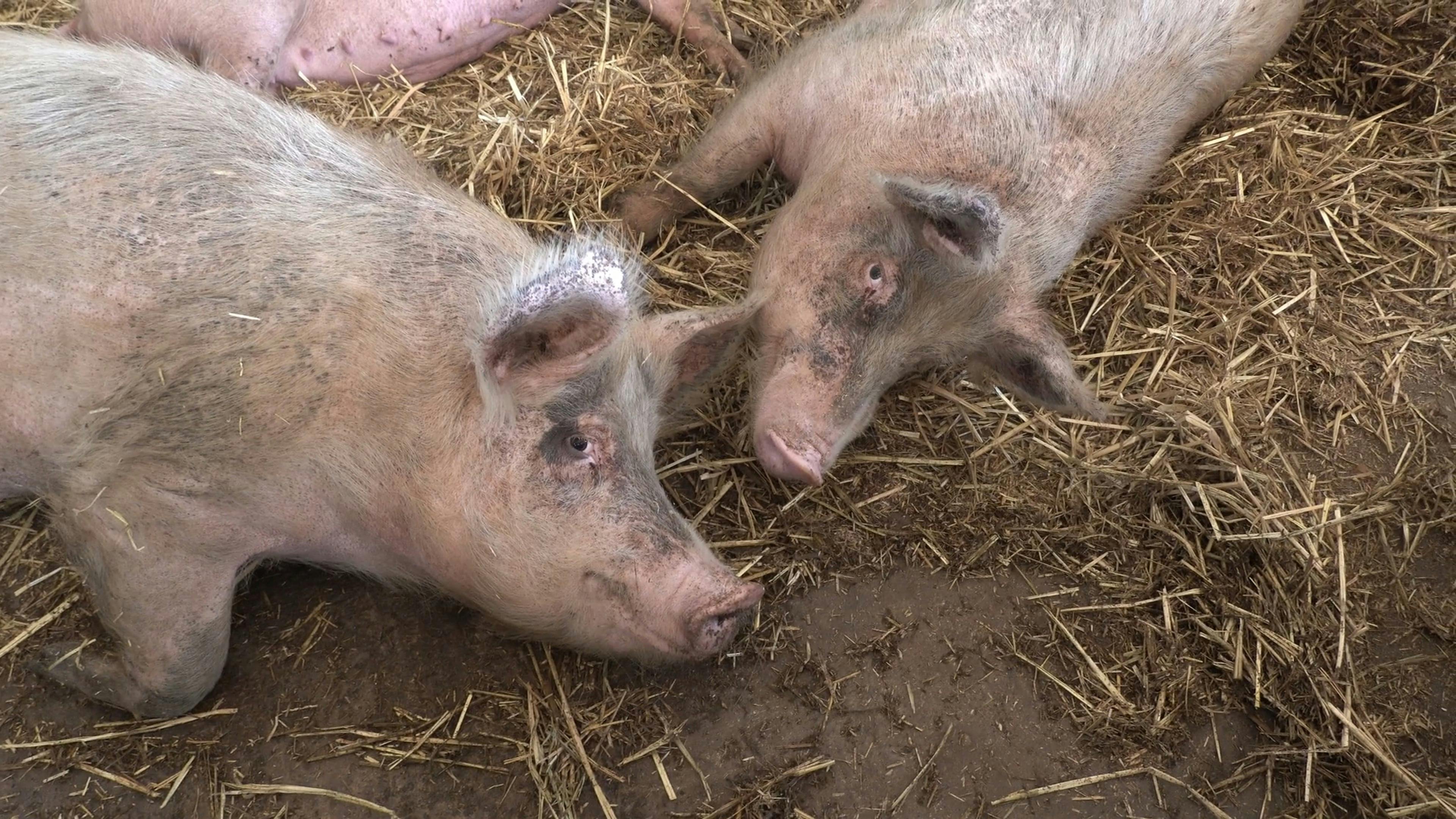 Vídeos de stock gratuitos sobre acostado, agricultura, animales ...