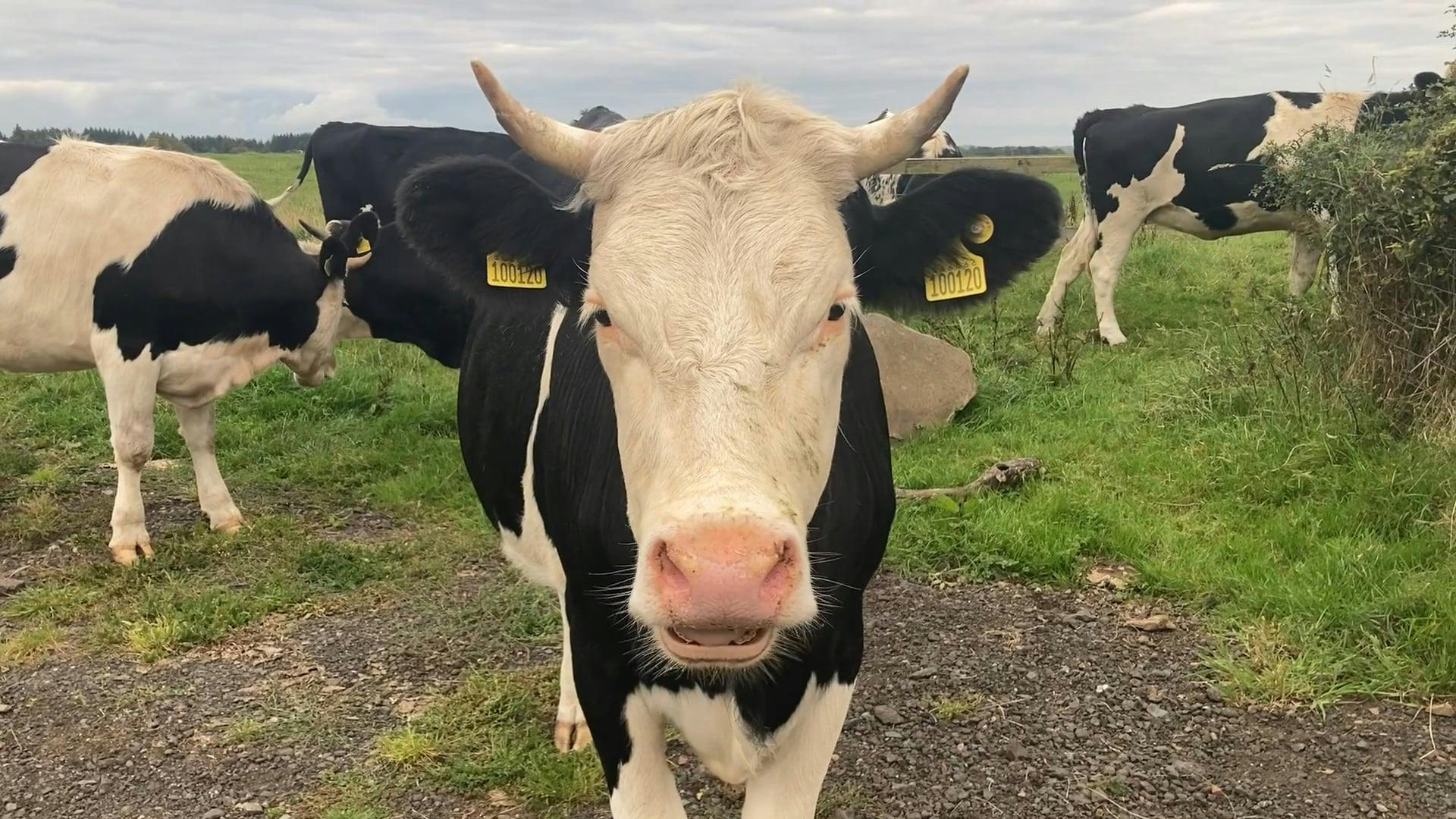 Head Of Cows Videos, Download The BEST Free 4k Stock Video Footage ...