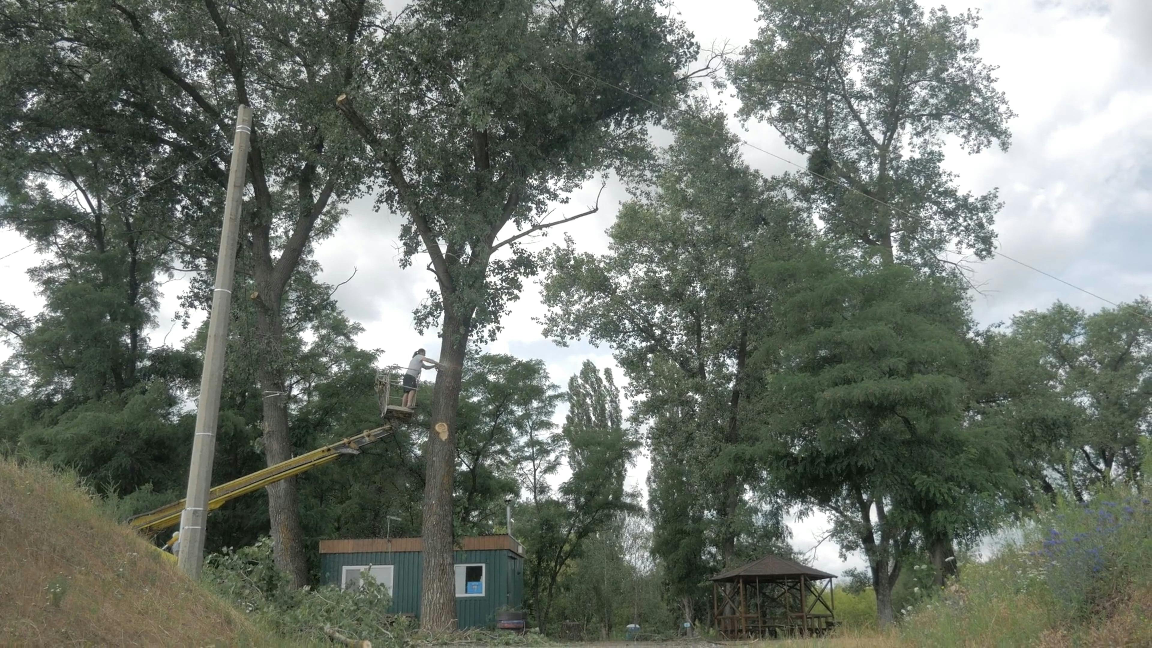 Tree Falling after Cutting Free Stock Video Footage, Royalty-Free 4K ...