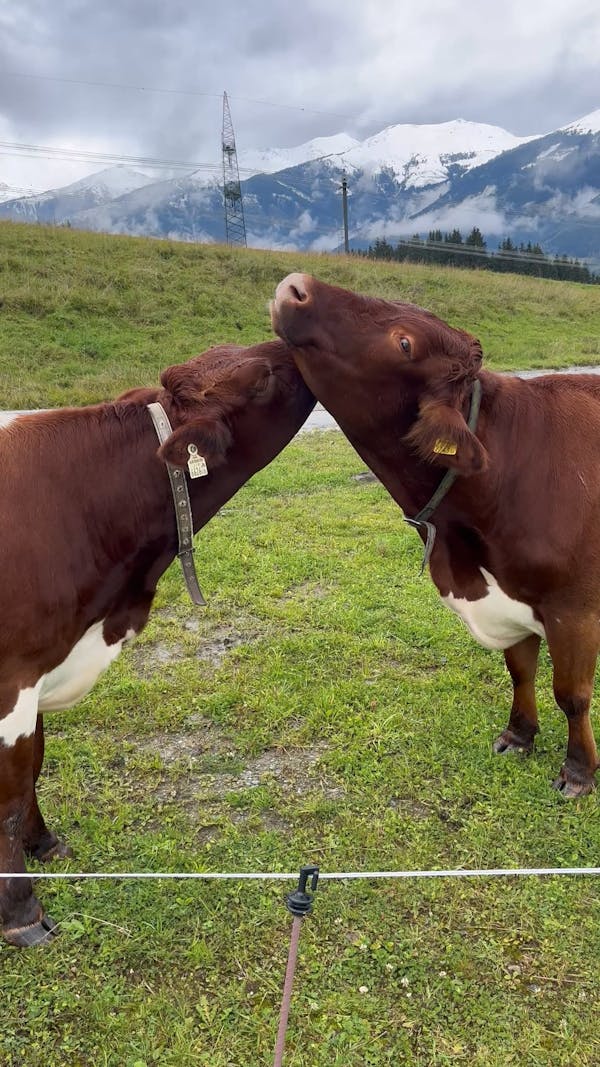 Cows Hooves Videos, Download Free 4k Stock Video Footage & Cows Hooves ...