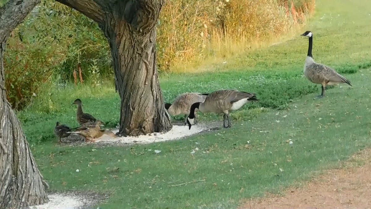 Goose Videos, Download The BEST Free 4k Stock Video Footage & Goose HD ...