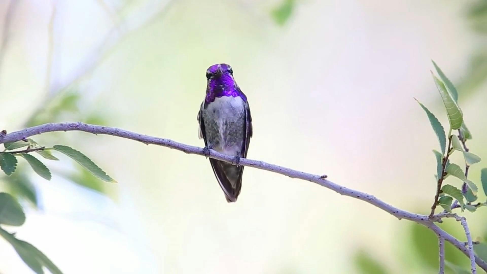 A Humming Bird Suspended In The Air Flying Before Resting Free Stock ...
