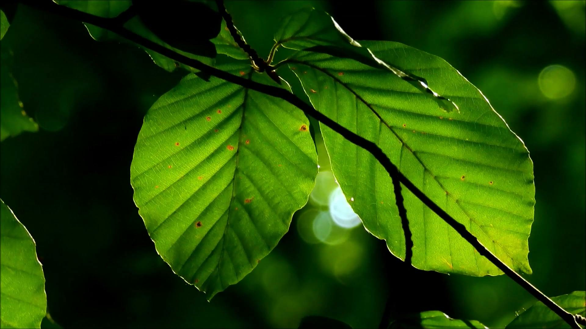 Leaves on Twig Free Stock Video Footage, Royalty-Free 4K & HD Video Clip