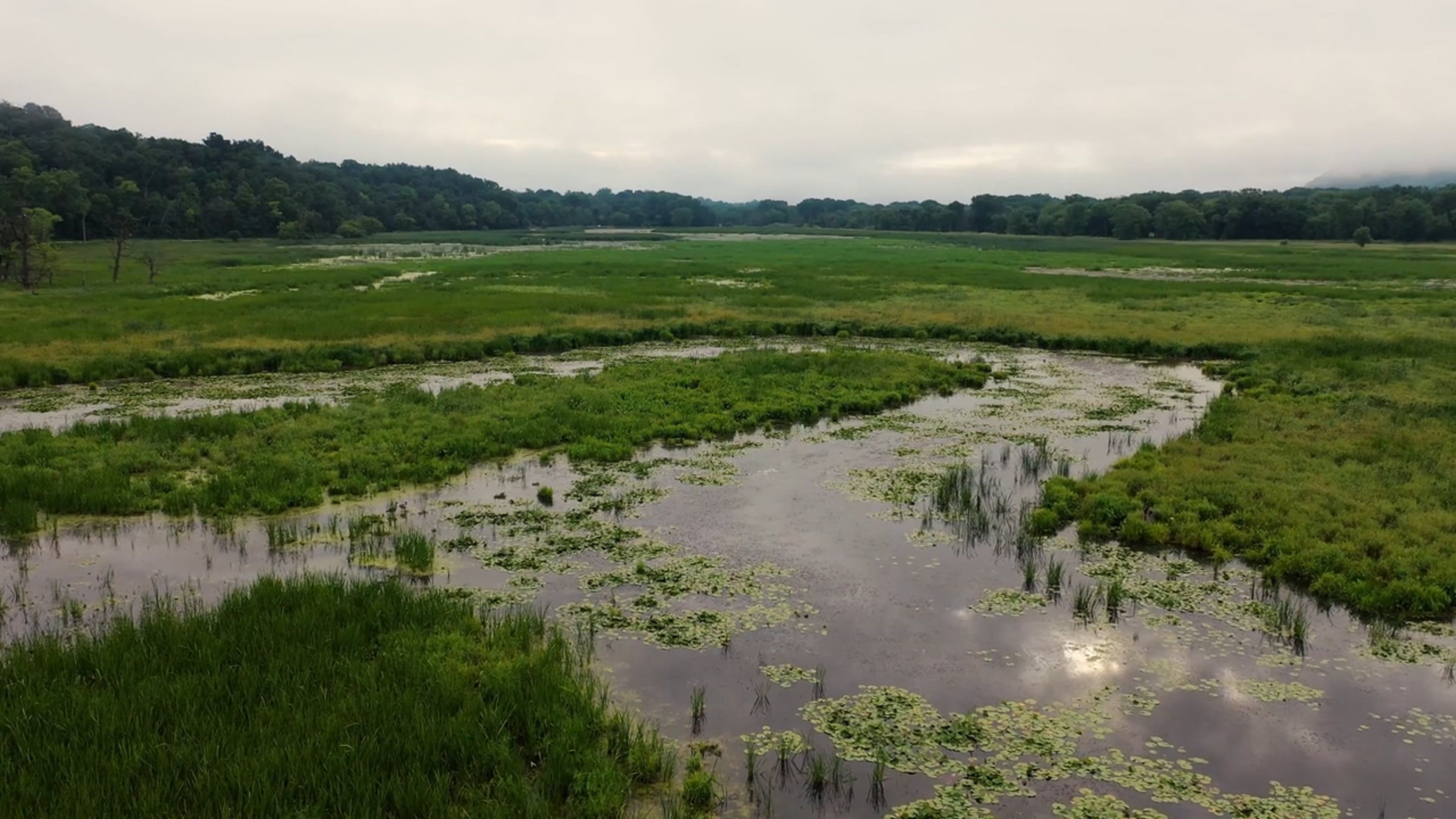 Swamp on Field Free Stock Video Footage, Royalty-Free 4K & HD Video Clip