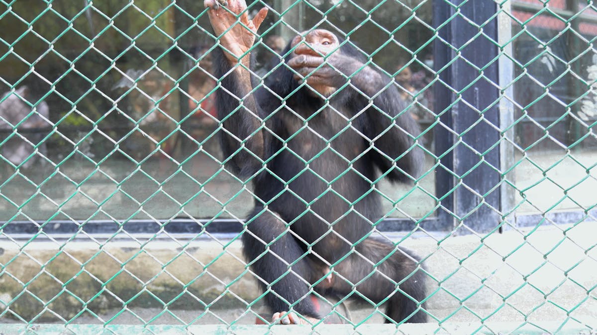 Chimpanzee Videos, Download The BEST Free 4k Stock Video Footage ...