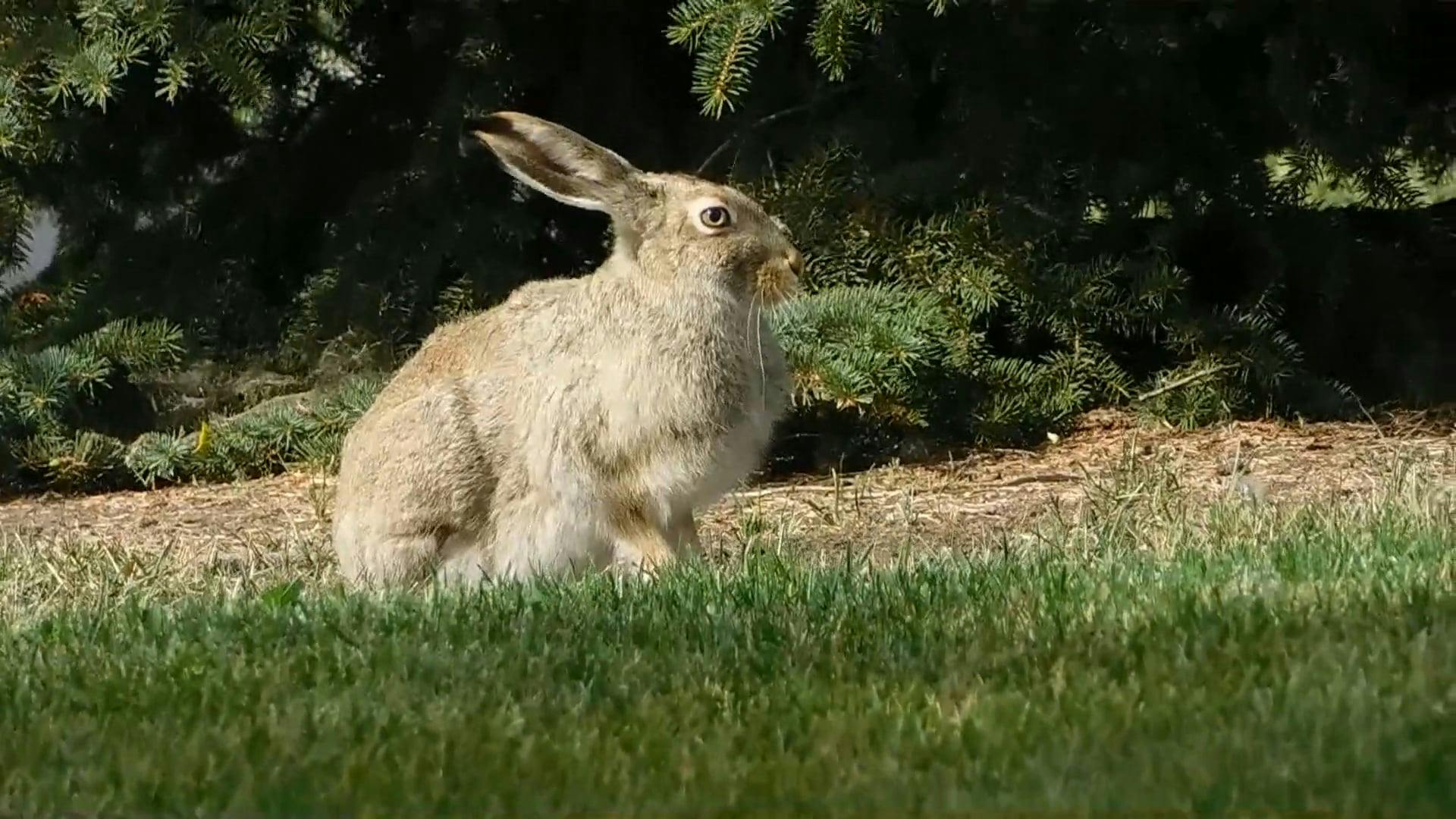 Jackrabbit Belongs to Hare Family · Free Stock Video