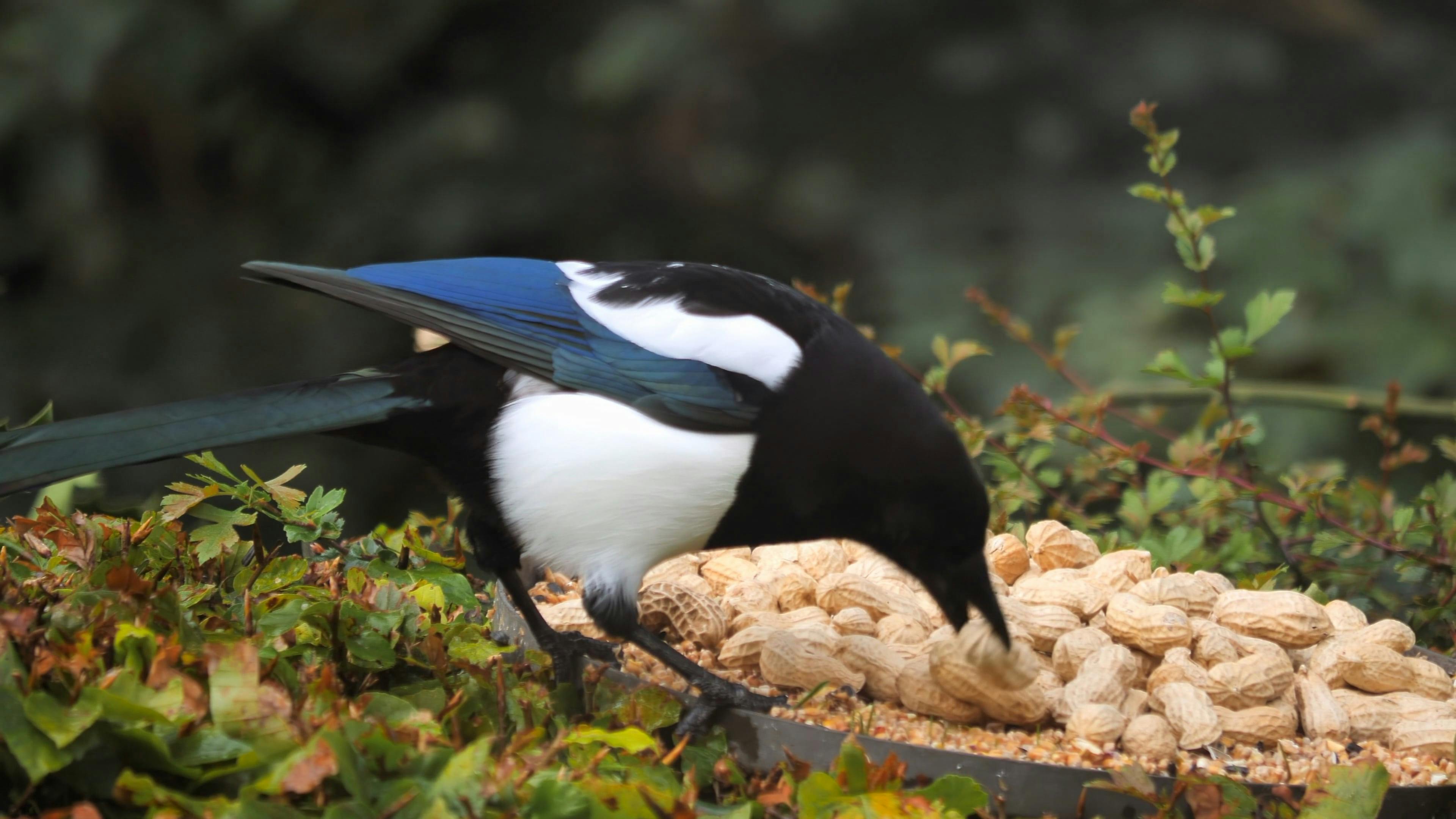 Magpie Picking Nuts Up Free Stock Video Footage, Royalty-Free 4K & HD ...