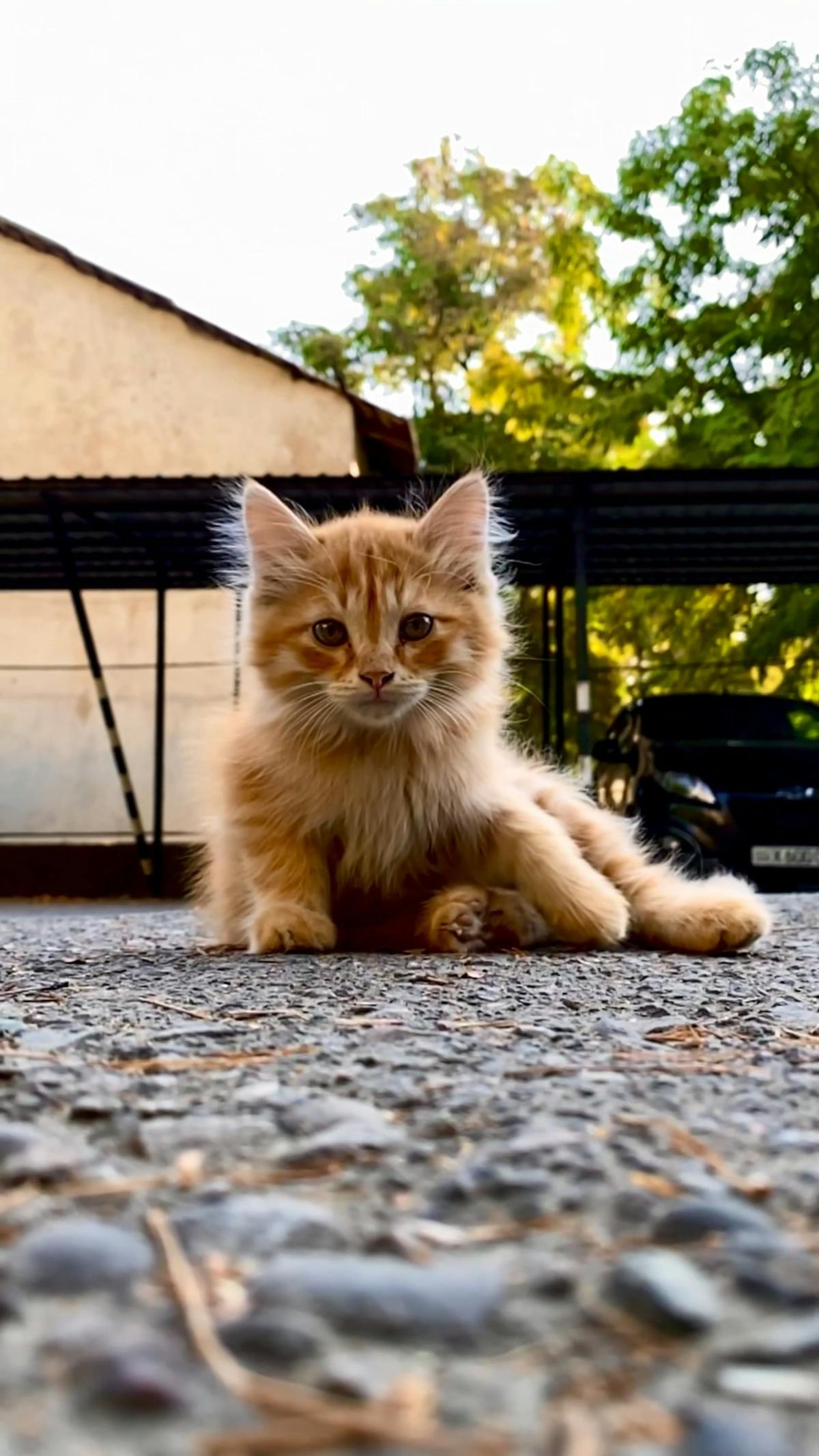 Cat Meowing Videos, Download The BEST Free 4k Stock Video Footage & Cat ...