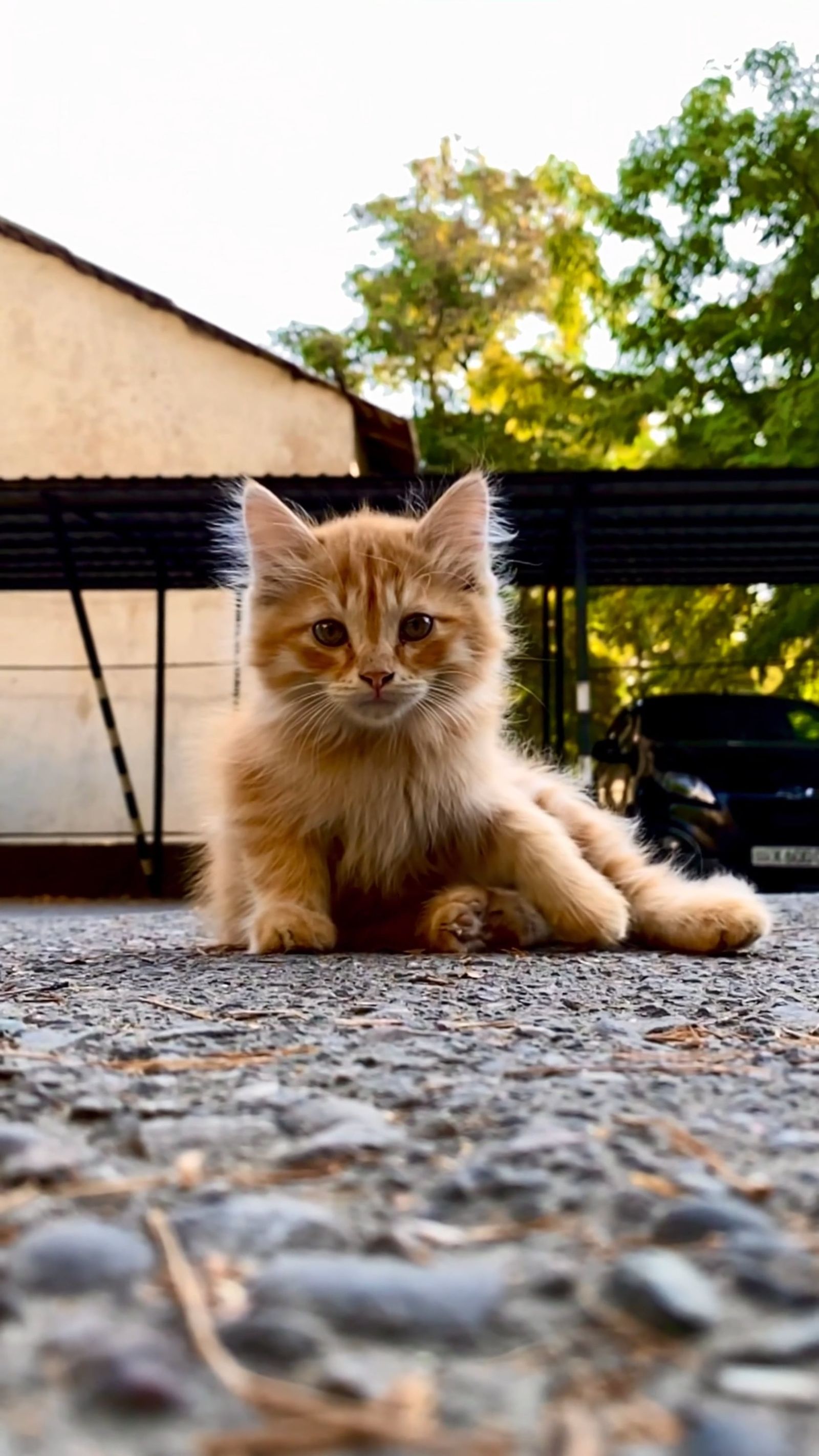 Cat Singing Videos, Download The BEST Free 4k Stock Video Footage & Cat ...
