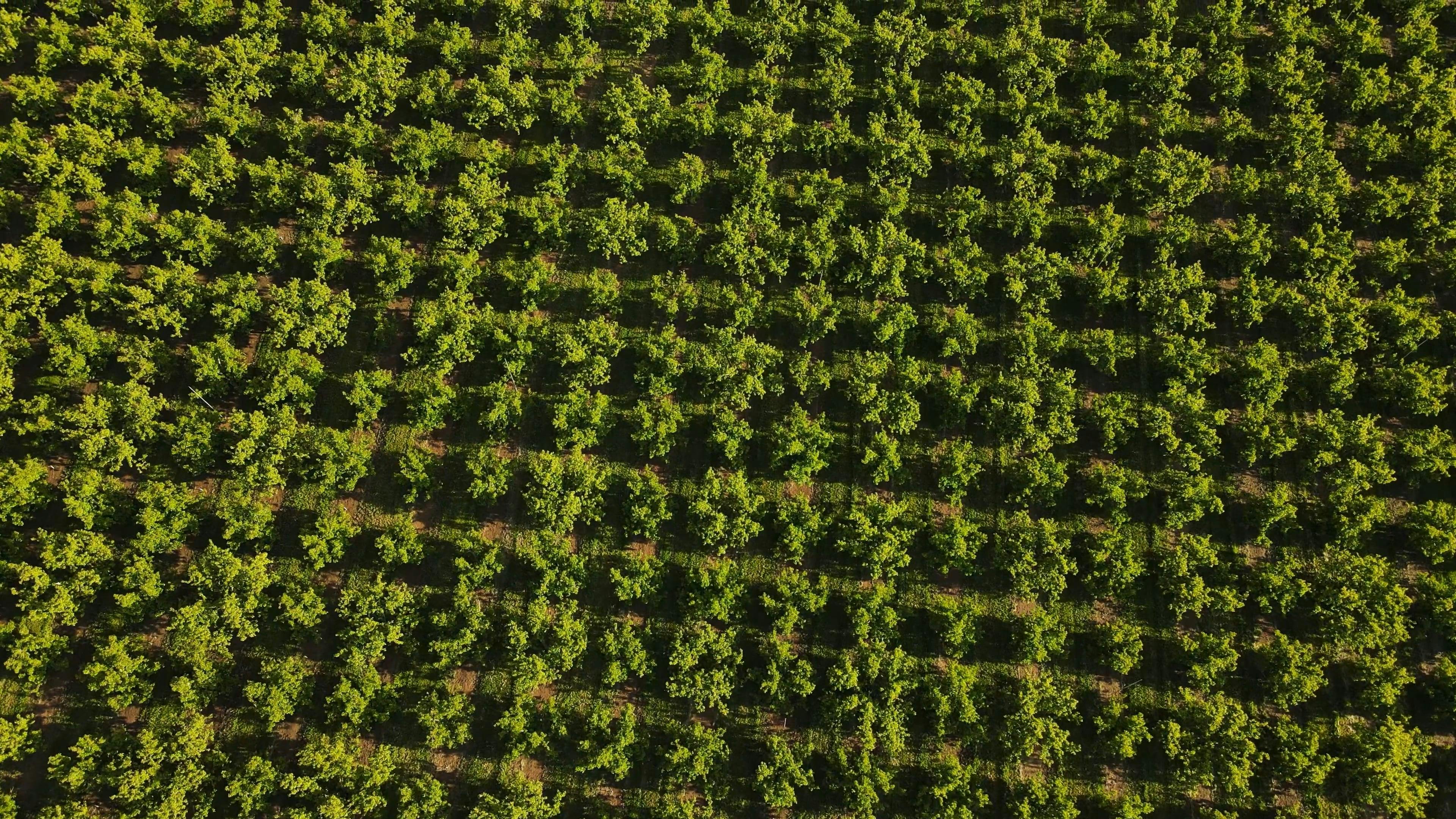 Aerial View of an Apple Orchard Free Stock Video Footage, Royalty-Free ...