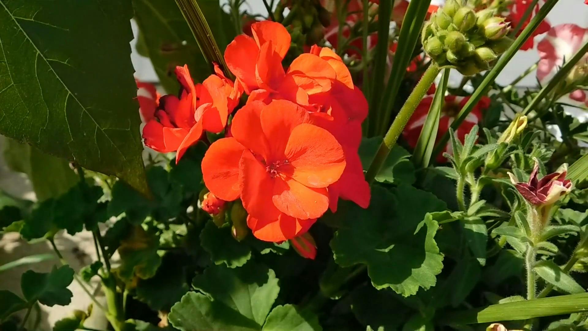 Flowers Variations Videos, Download The BEST Free 4k Stock Video ...