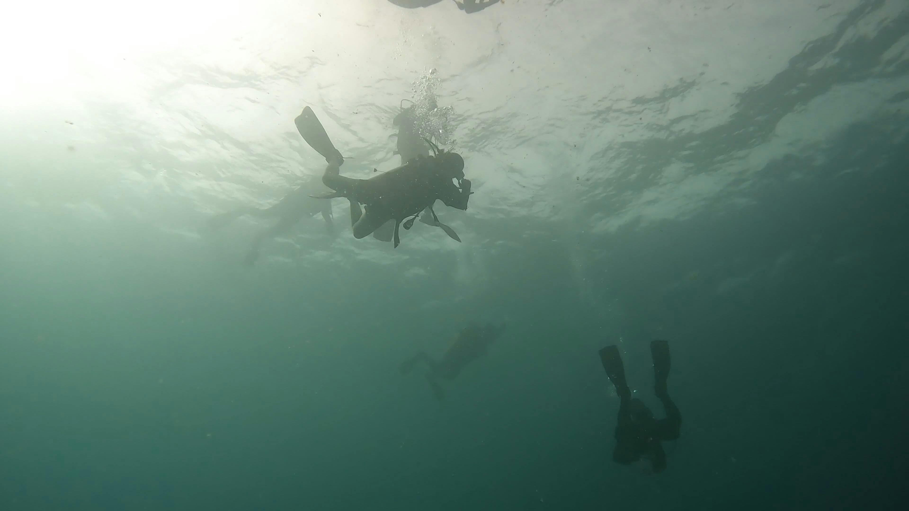 Underwater Dive with Remora Fish in Ocean Depths Free Stock Video ...