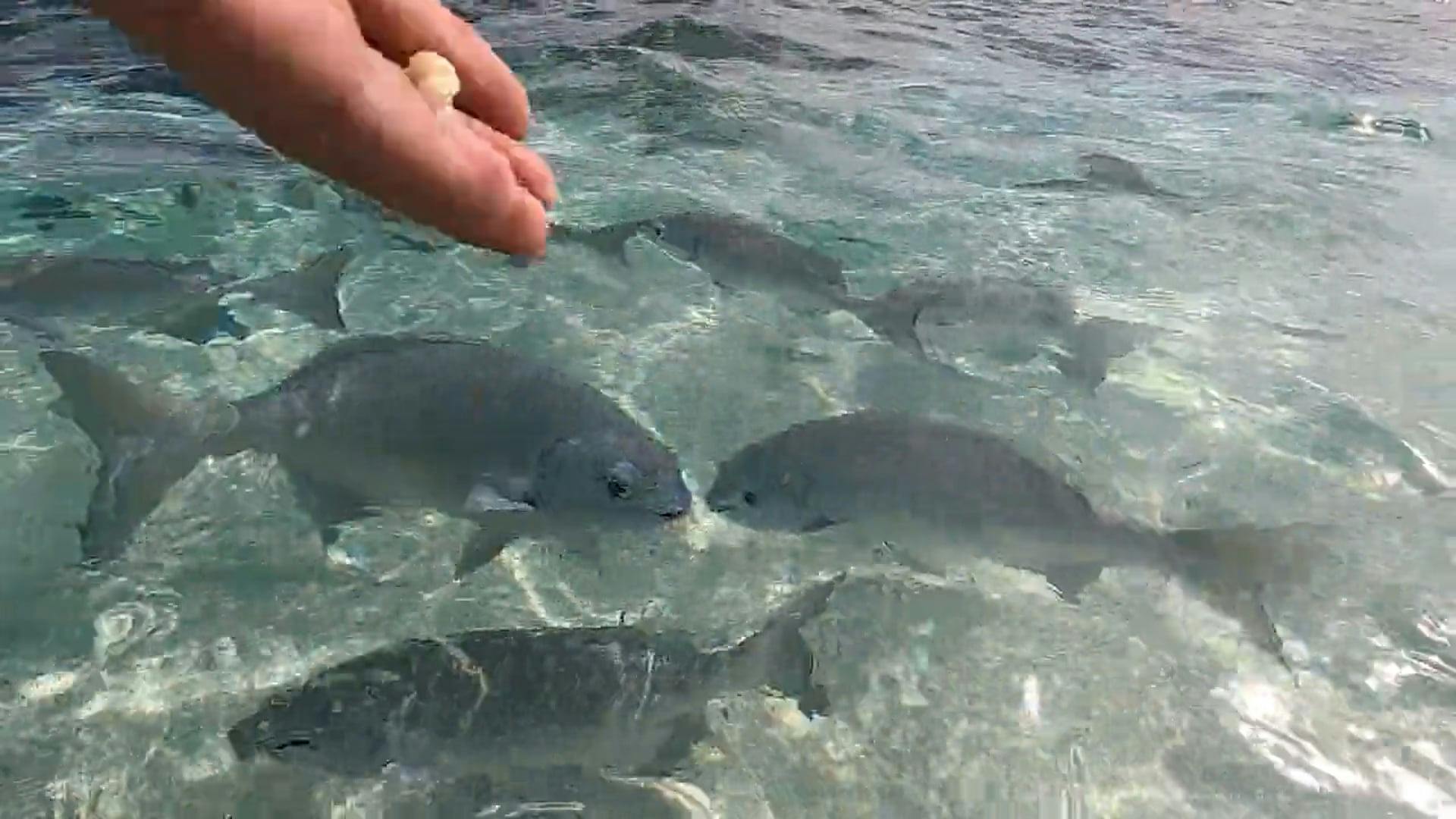 Fish in Water Free Stock Video Footage, Royalty-Free 4K & HD Video Clip