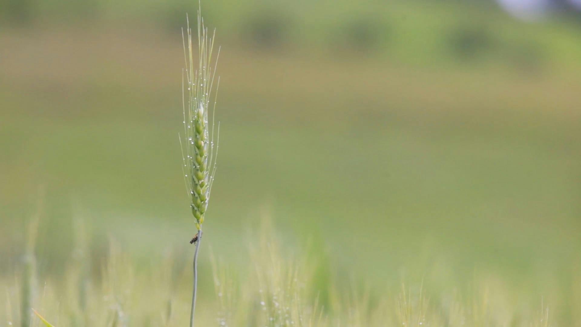 A Single Strand of Wheat in a Field Free Stock Video Footage, Royalty ...