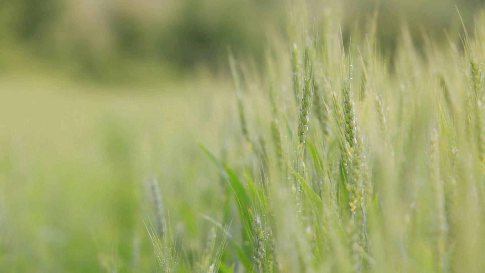 Close-Up View of Rye Plants Swaying Free Stock Video Footage, Royalty ...