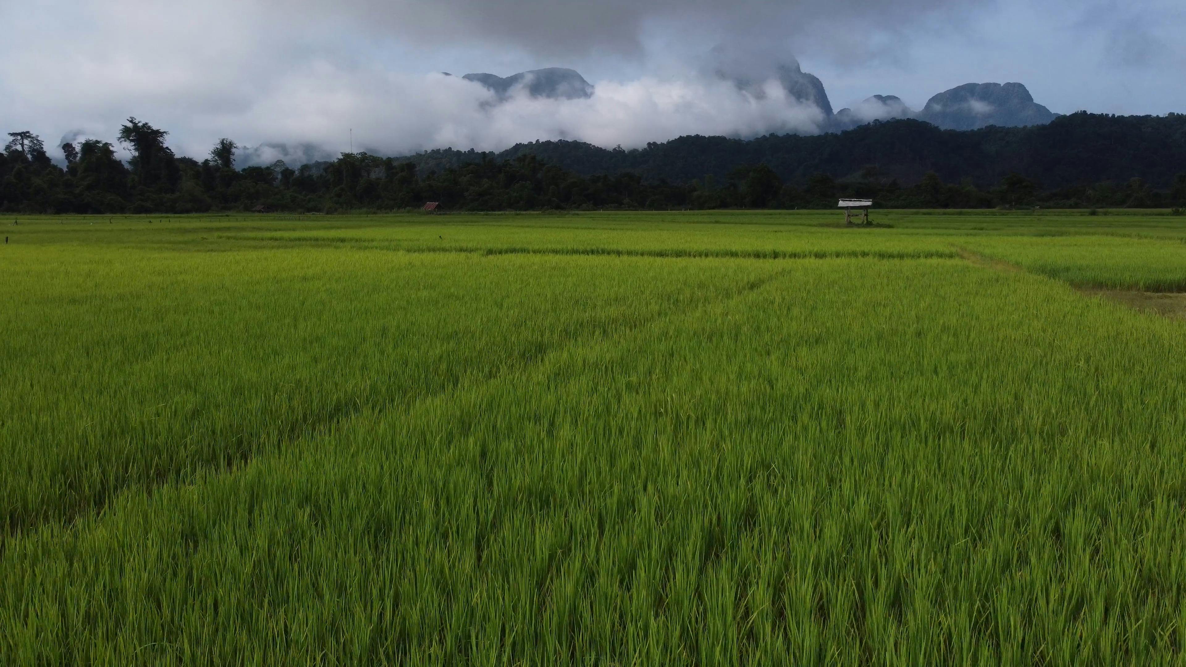 Laos Farm Videos, Download The BEST Free 4k Stock Video Footage & Laos ...