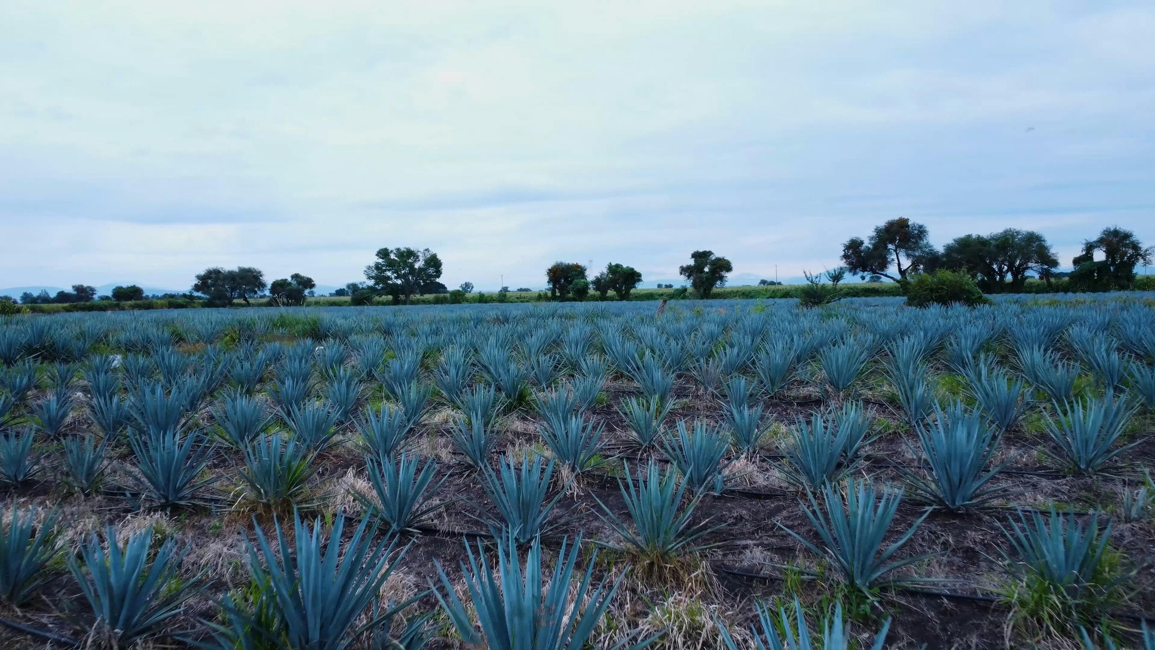Drone Video of an Agave Plantation in Jalisco, Mexico Free Stock Video ...