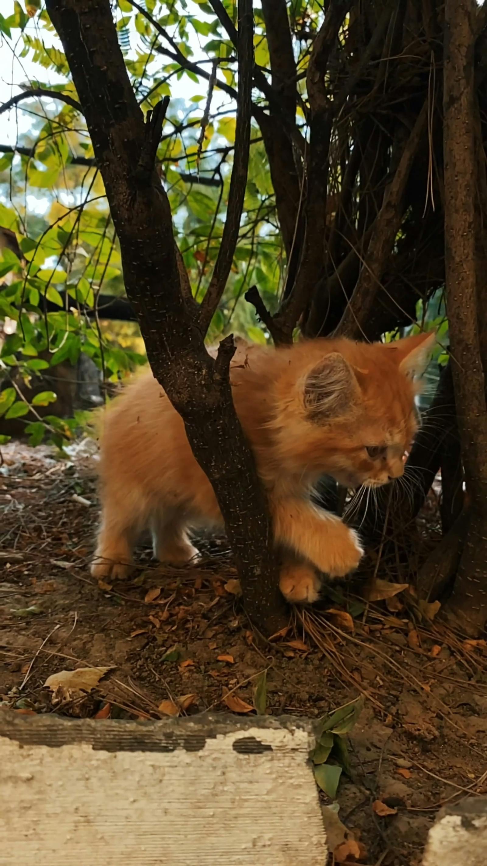 Cat Playing Videos, Download The BEST Free 4k Stock Video Footage & Cat ...