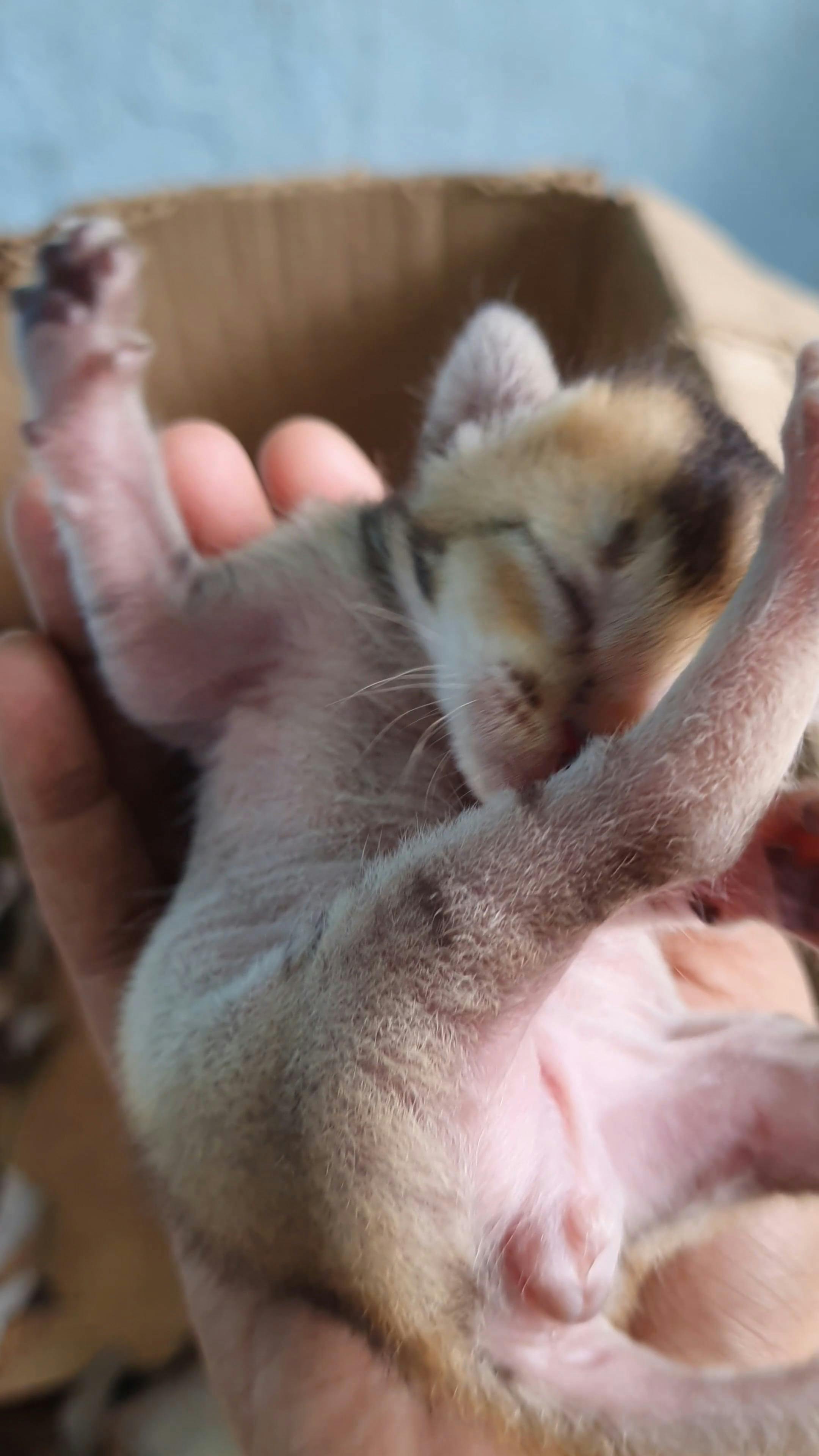 Nisha Official - Fotografía