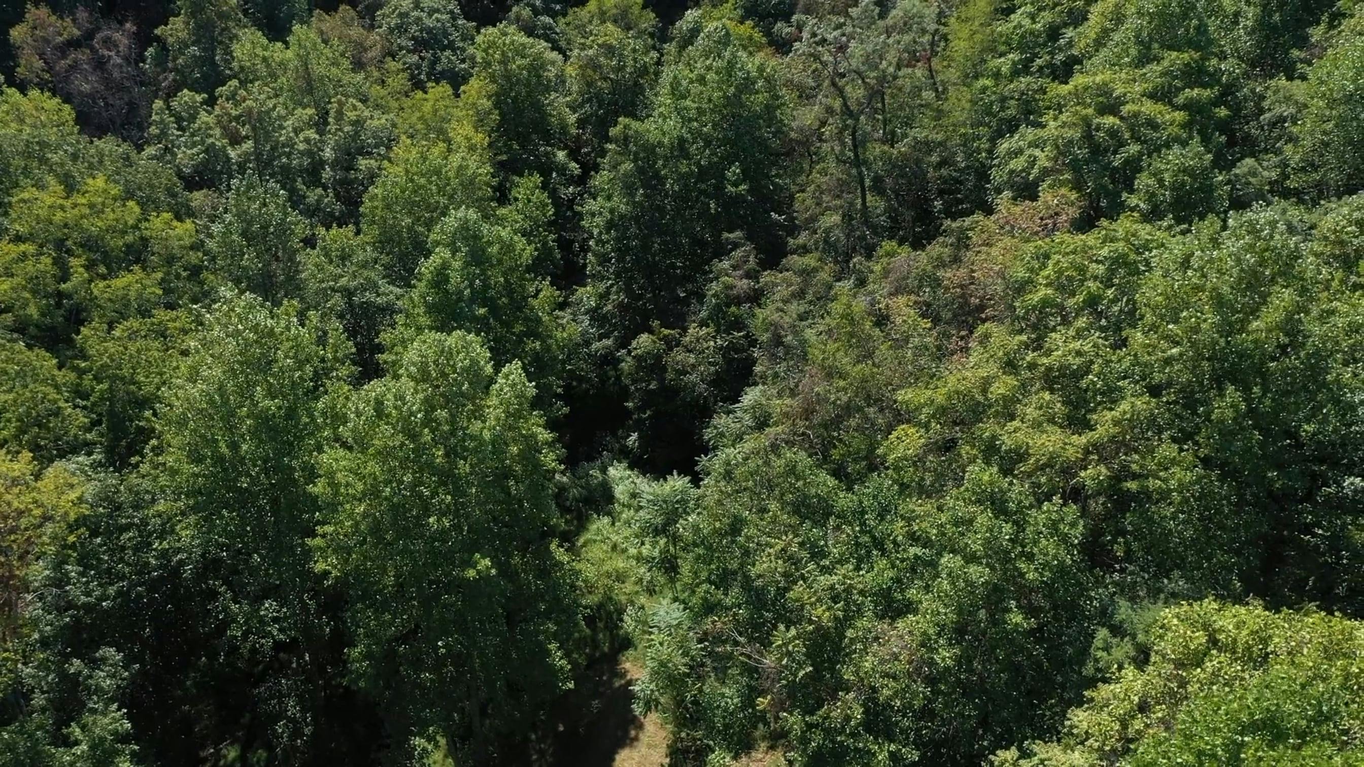 Drone Footage of Green Forest Trees in Nashville, Tennessee Free Stock ...