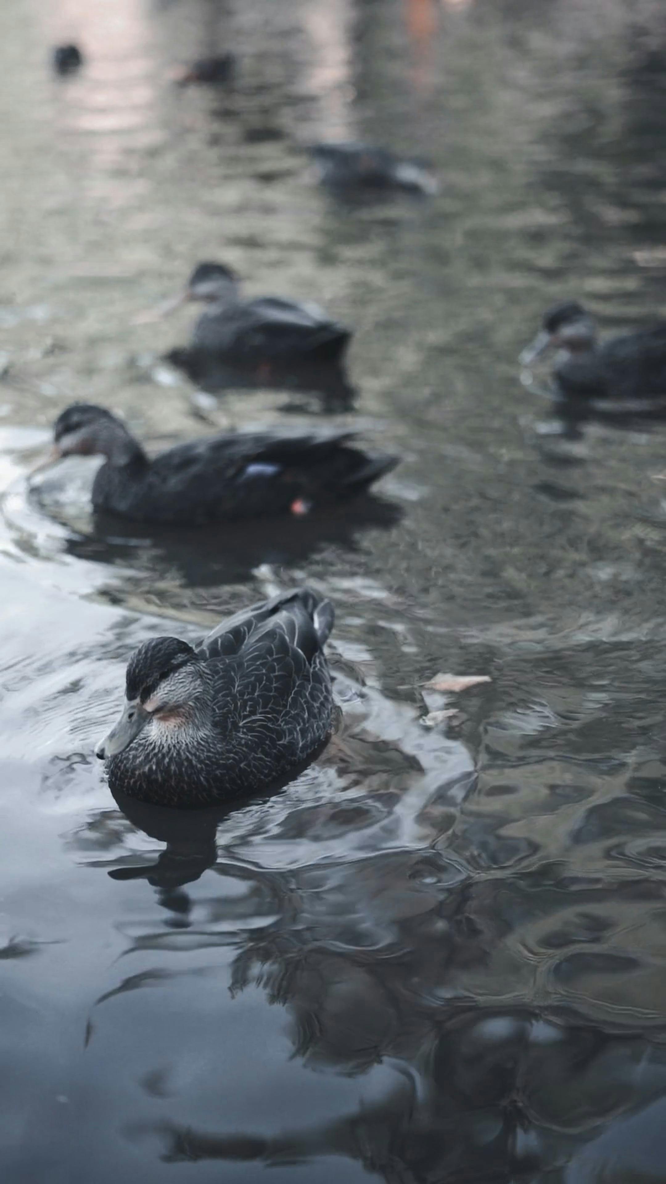 Vertical Animals Videos Videos, Download The BEST Free 4k Stock Video ...