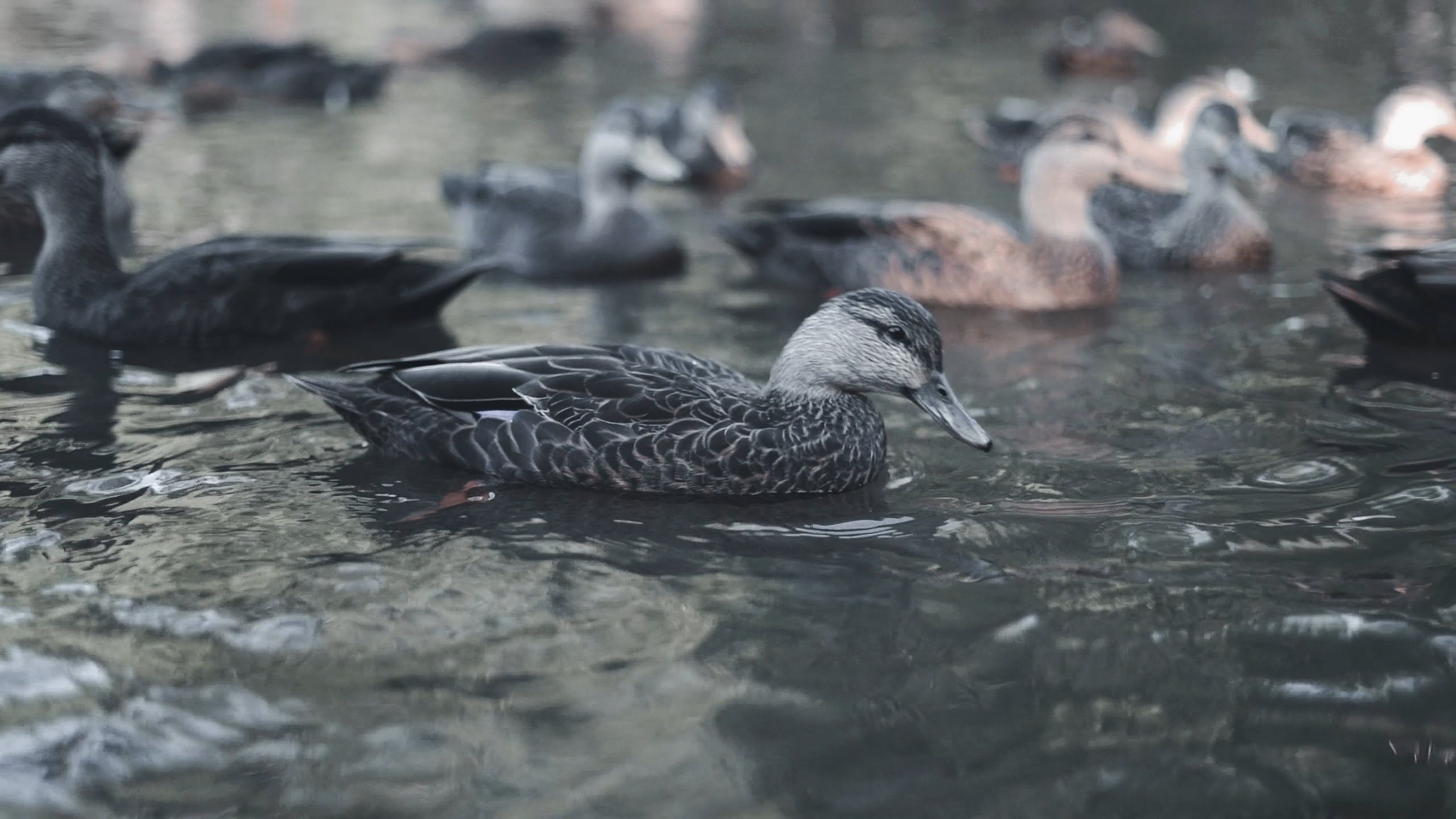 Ducks in Water Free Stock Video Footage, Royalty-Free 4K & HD Video Clip