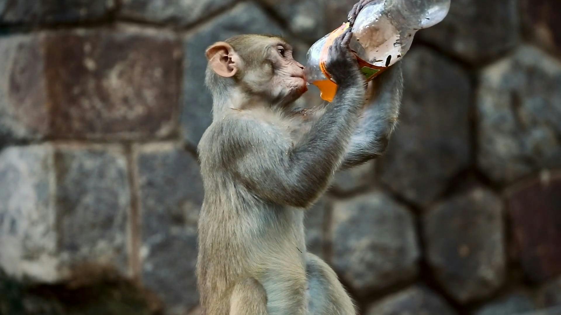 Monkey Drinking Coffee Videos, Download The BEST Free 4k Stock Video ...