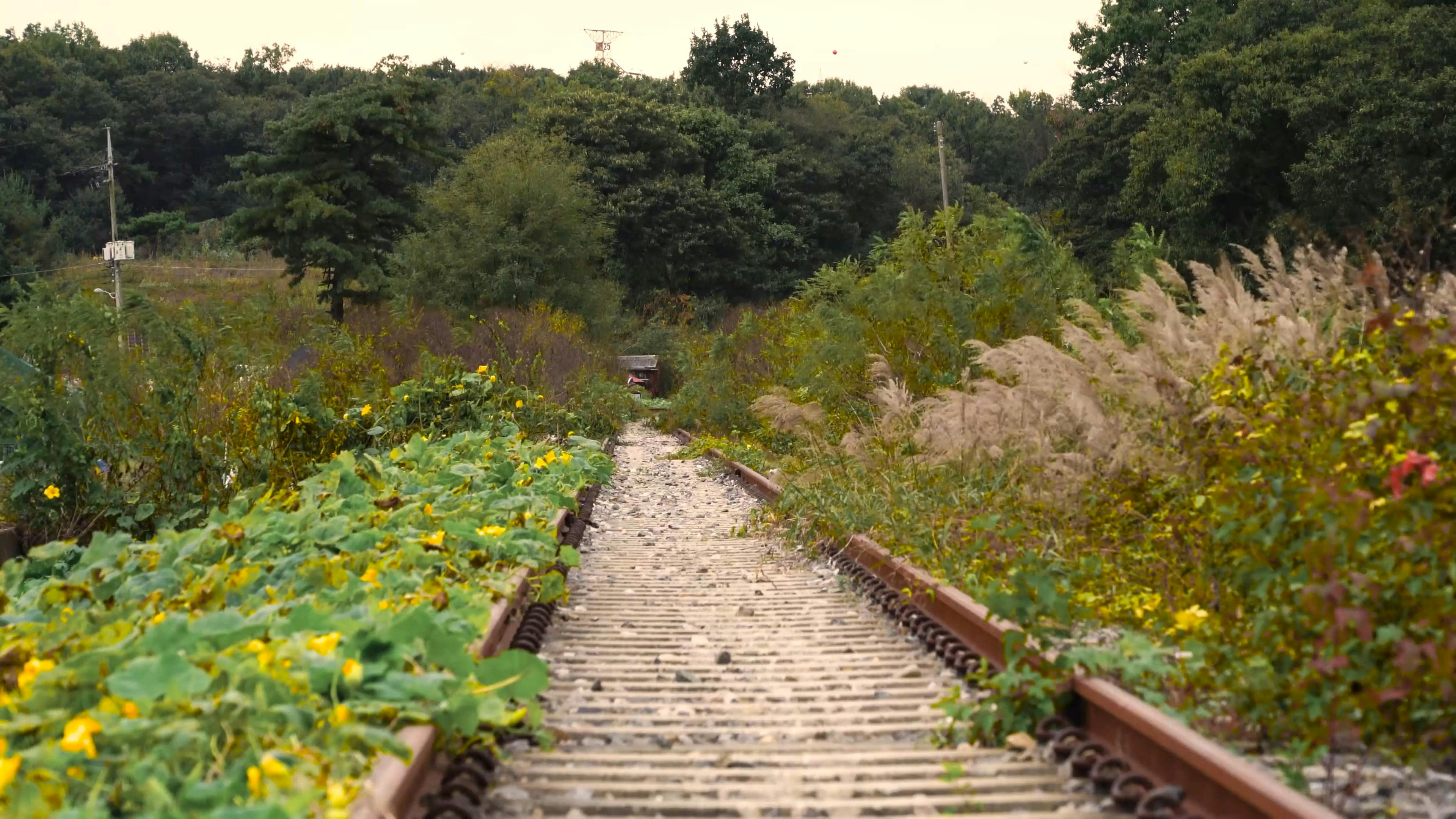 Grasses around Railway Free Stock Video Footage, Royalty-Free 4K & HD ...