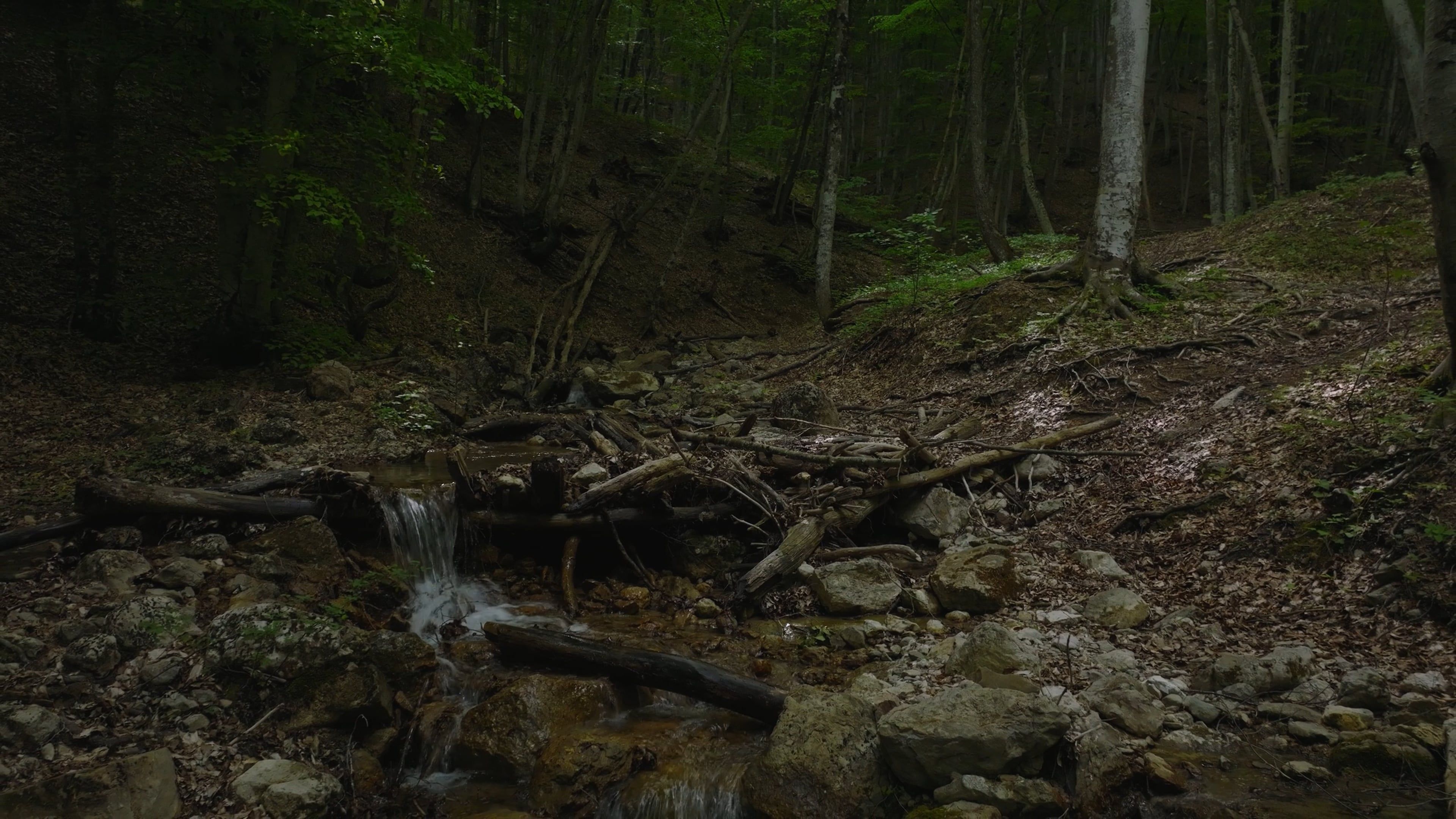 Creek in Woods Free Stock Video Footage, Royalty-Free 4K & HD Video Clip