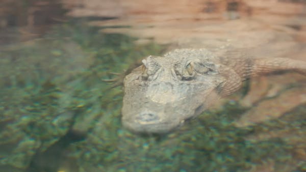 Alligator Videos, Download The BEST Free 4k Stock Video Footage ...