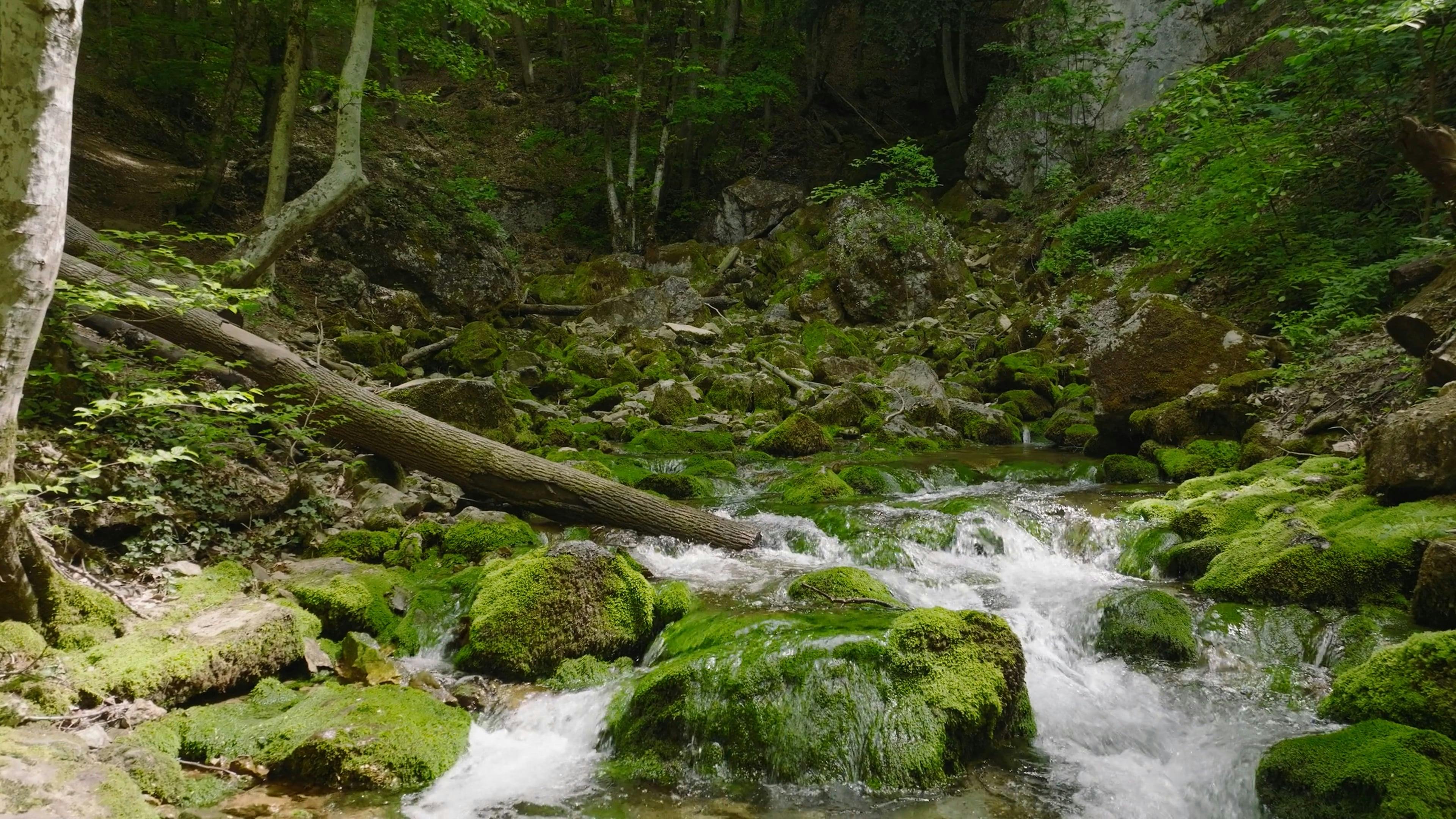 Trees around Stream Free Stock Video Footage, Royalty-Free 4K & HD ...