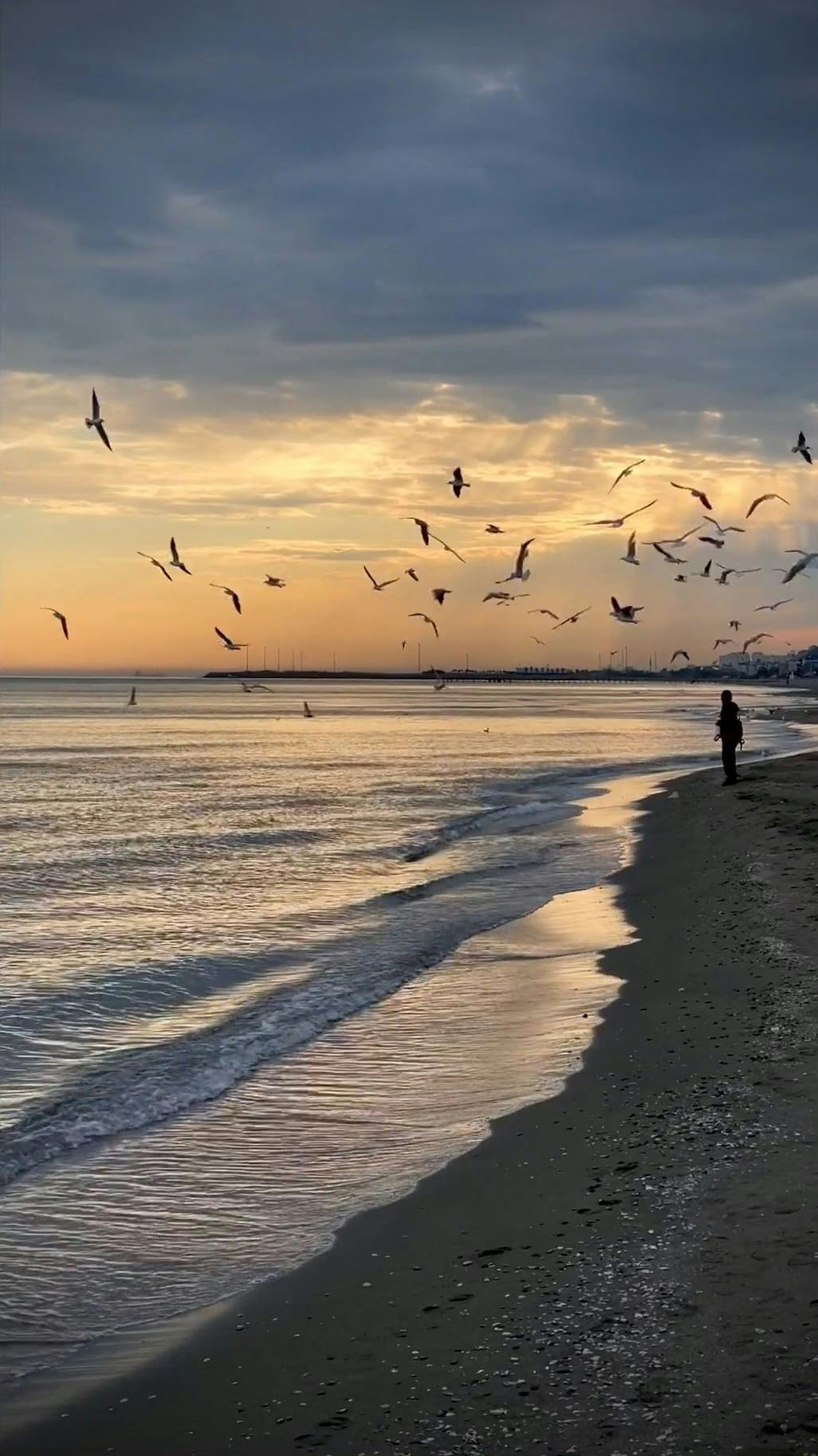 Birds Flying over Beach at Sunset Free Stock Video Footage, Royalty ...